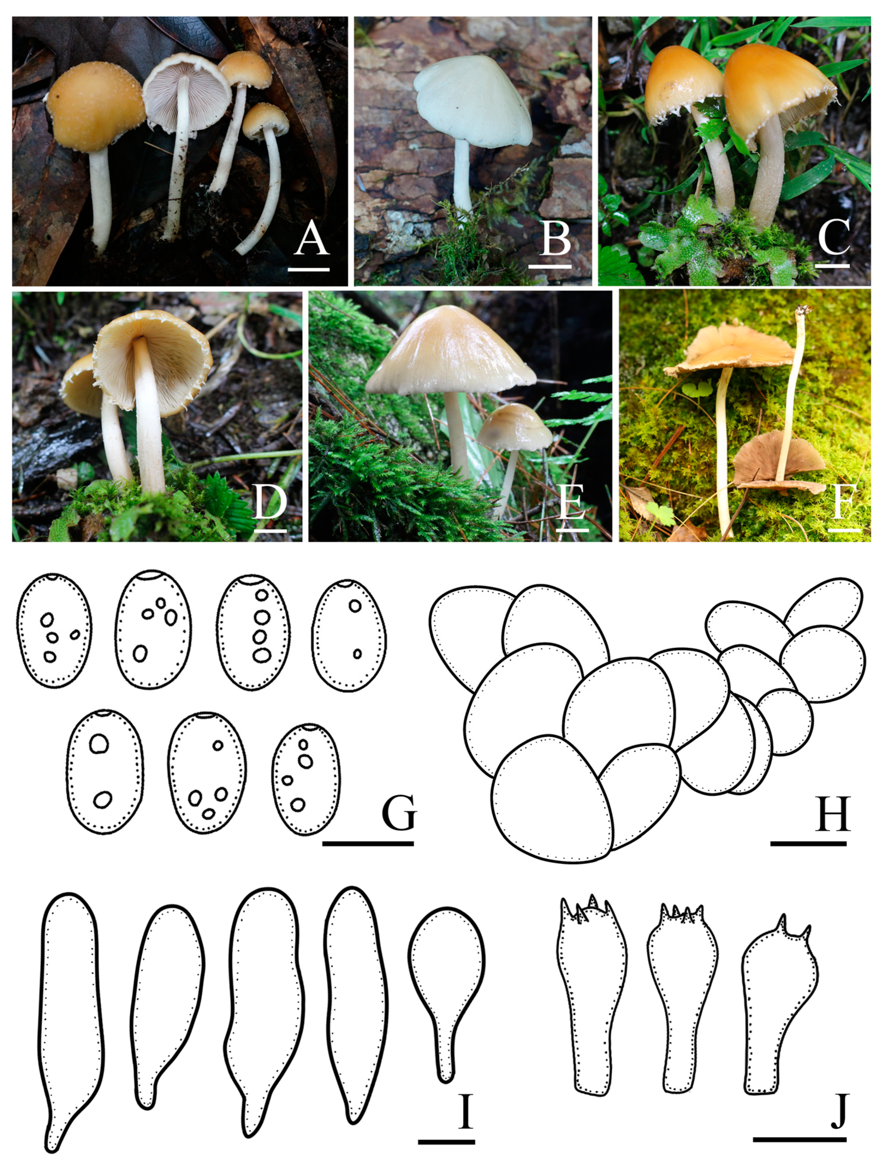 A Taxonomic Study of Candolleomyces Specimens from China Revealed Seven ...