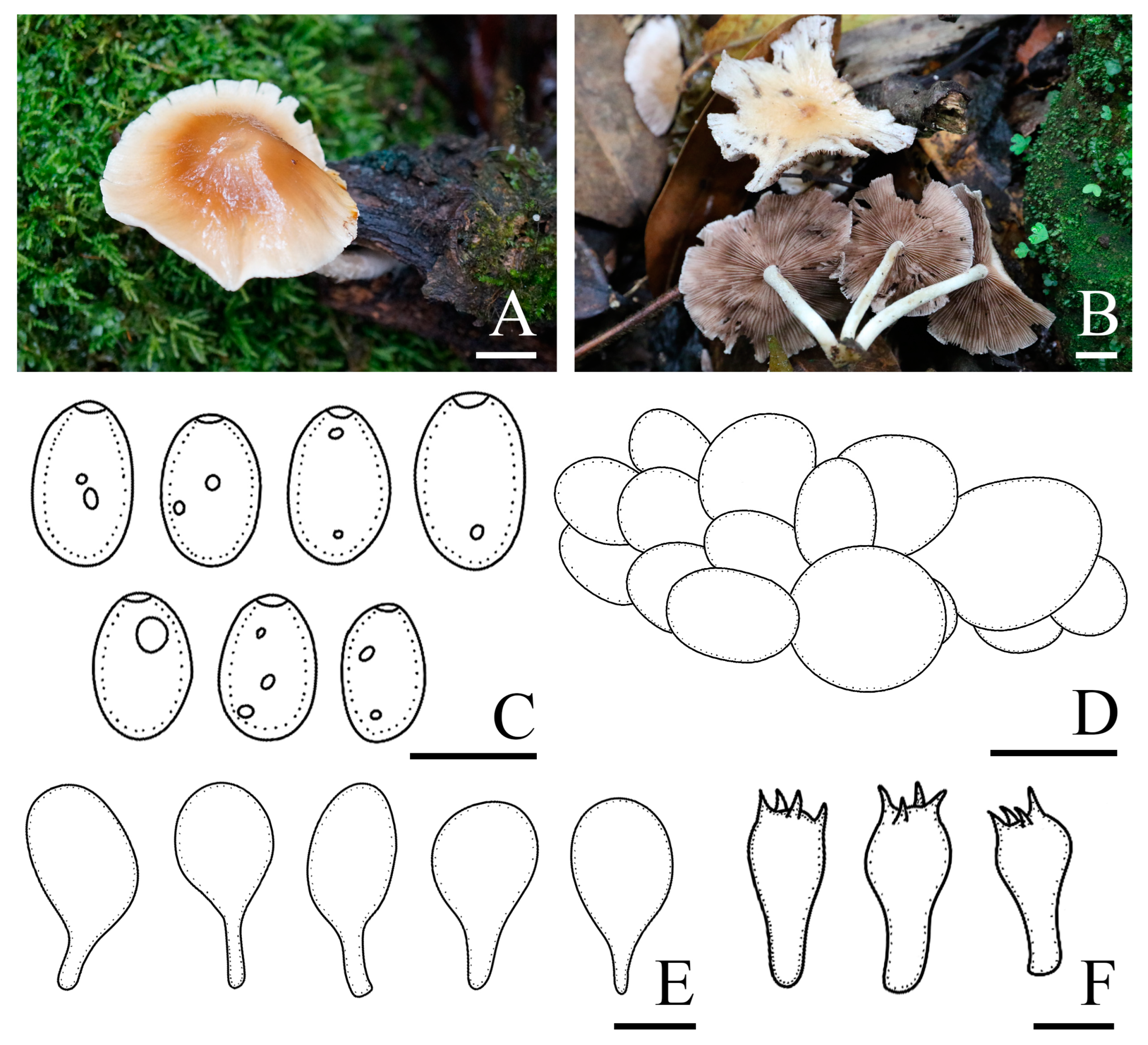 A Taxonomic Study of Candolleomyces Specimens from China Revealed Seven ...