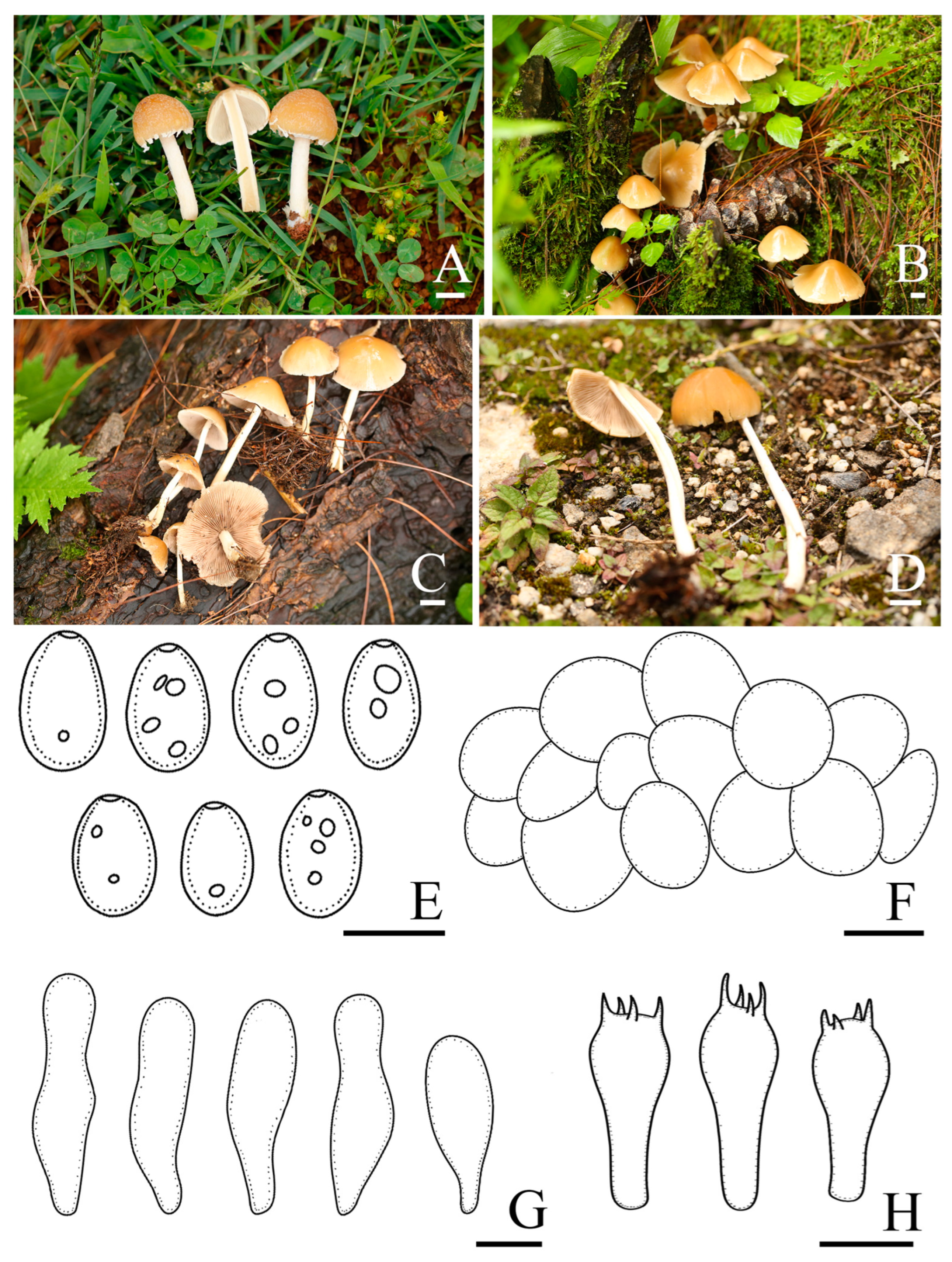 A Taxonomic Study of Candolleomyces Specimens from China Revealed Seven ...