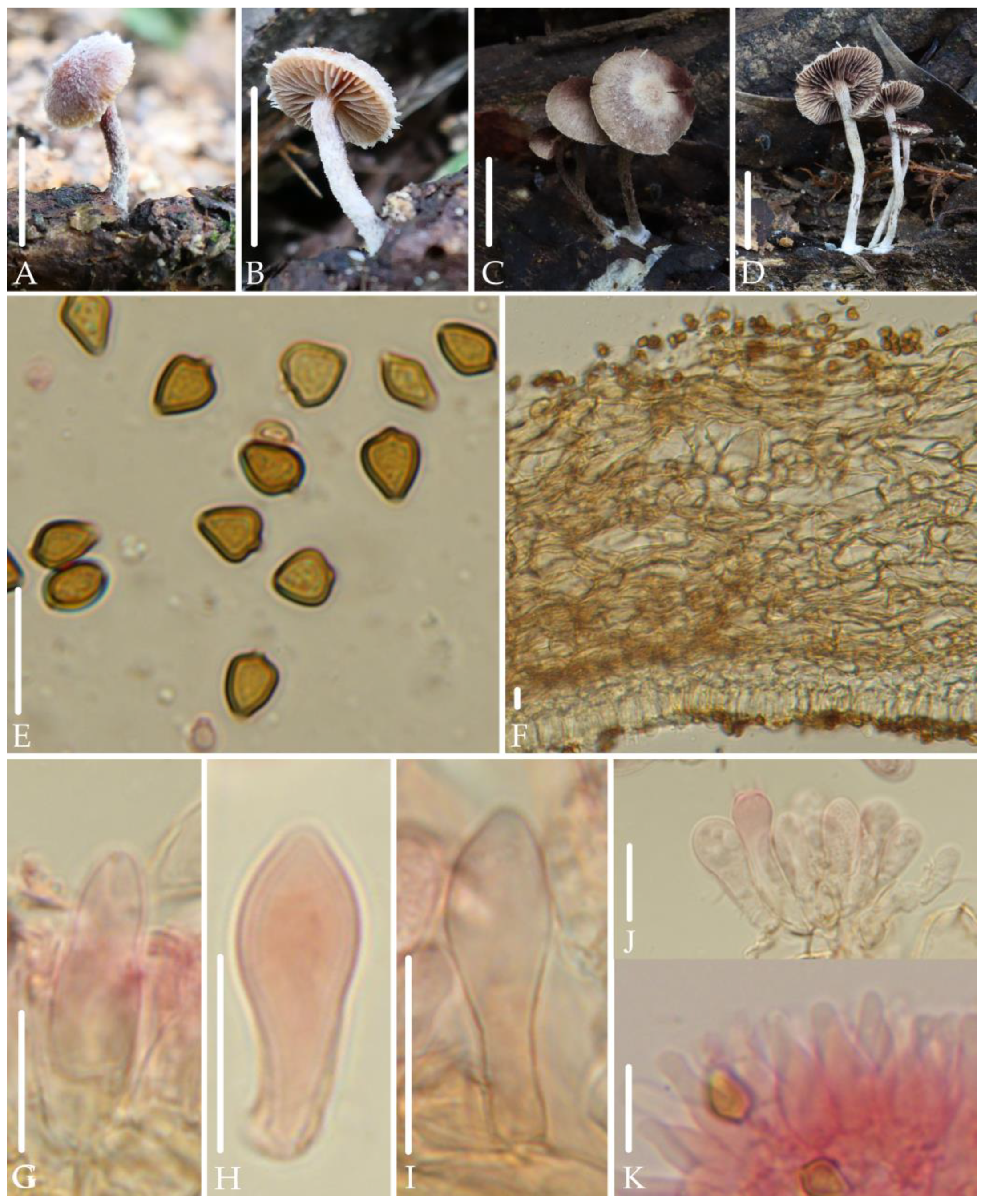 Four New Species of Deconica (Strophariaceae, Agaricales) from ...