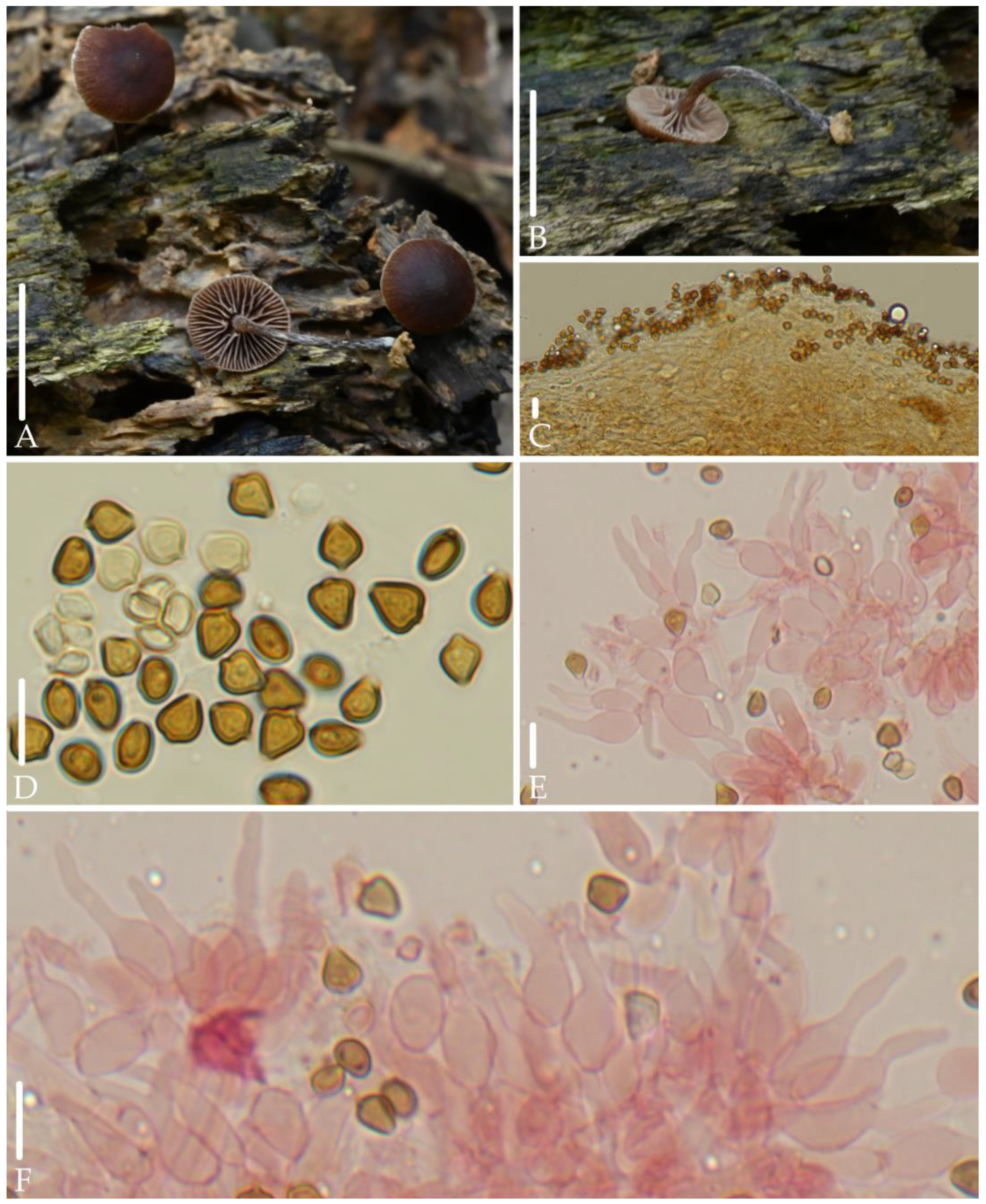 Four New Species of Deconica (Strophariaceae, Agaricales) from ...