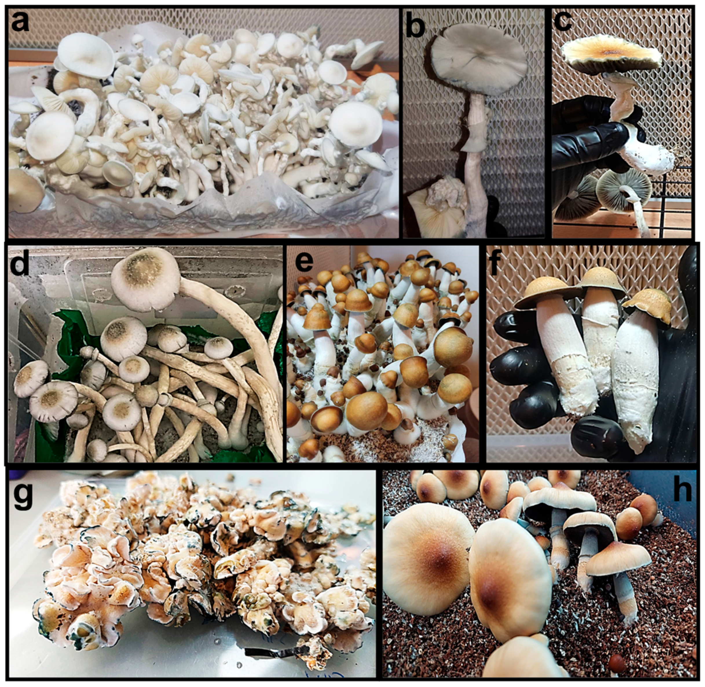 Exploring Psilocybe cubensis Strains: Cultivation Techniques ...