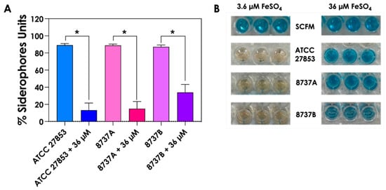 Role of Iron Availability in Modulating Pseudomonas aeruginosa’s ...