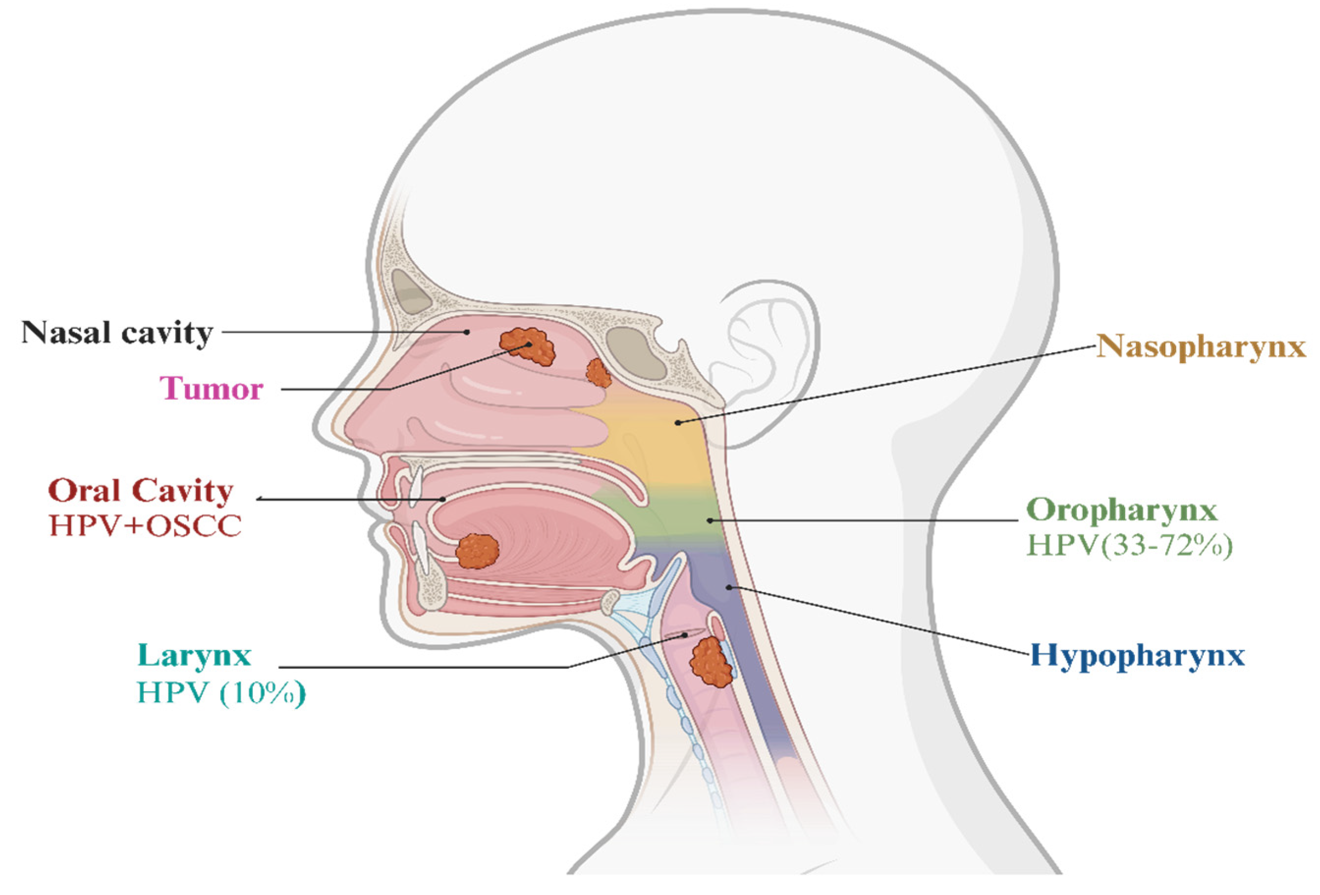 HPV and Male Cancer: Pathogenesis, Prevention and Impact | MDPI