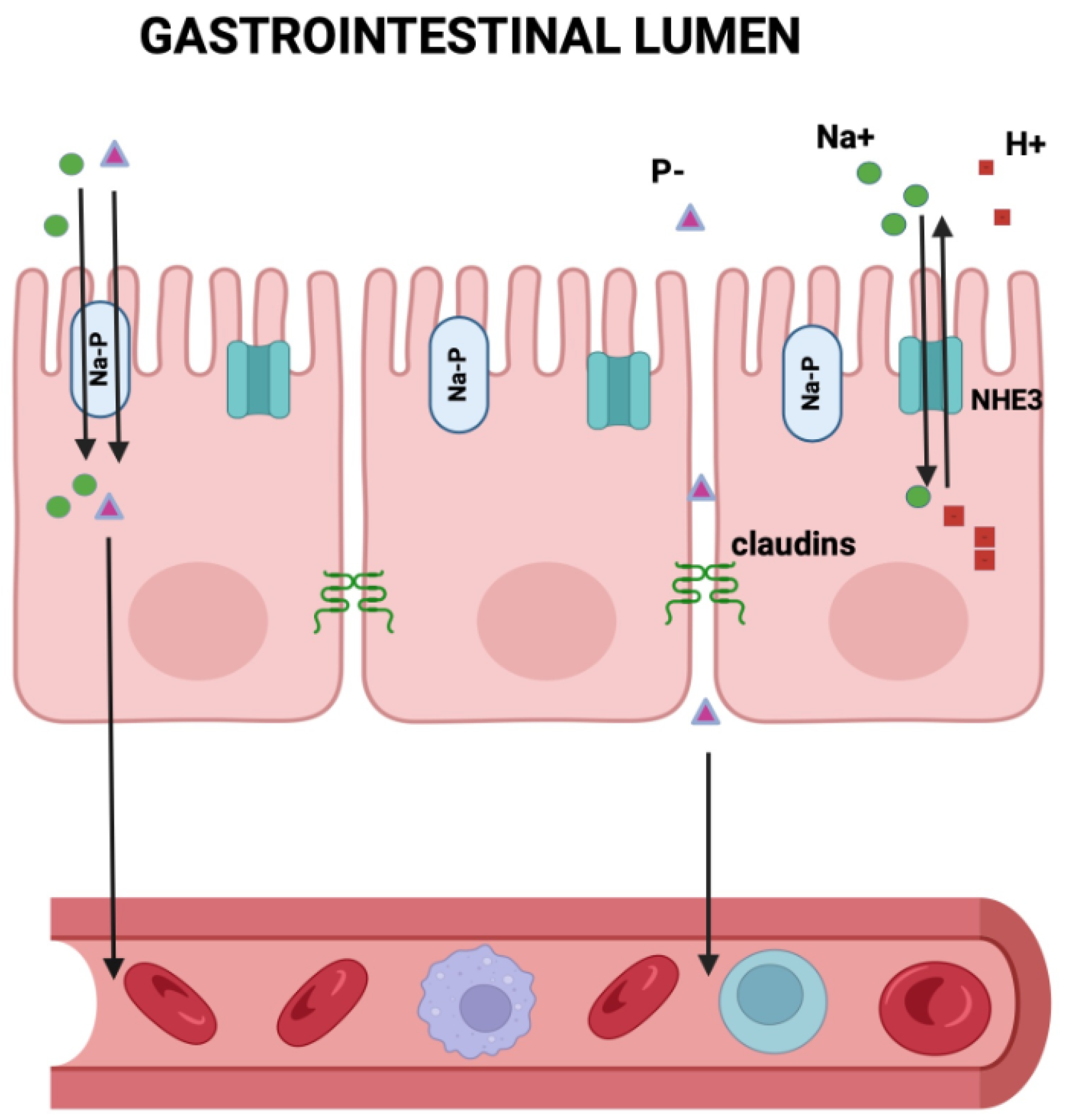 Phosphate Homeostasis in Chronic Kidney Disease with Emphasis in ...