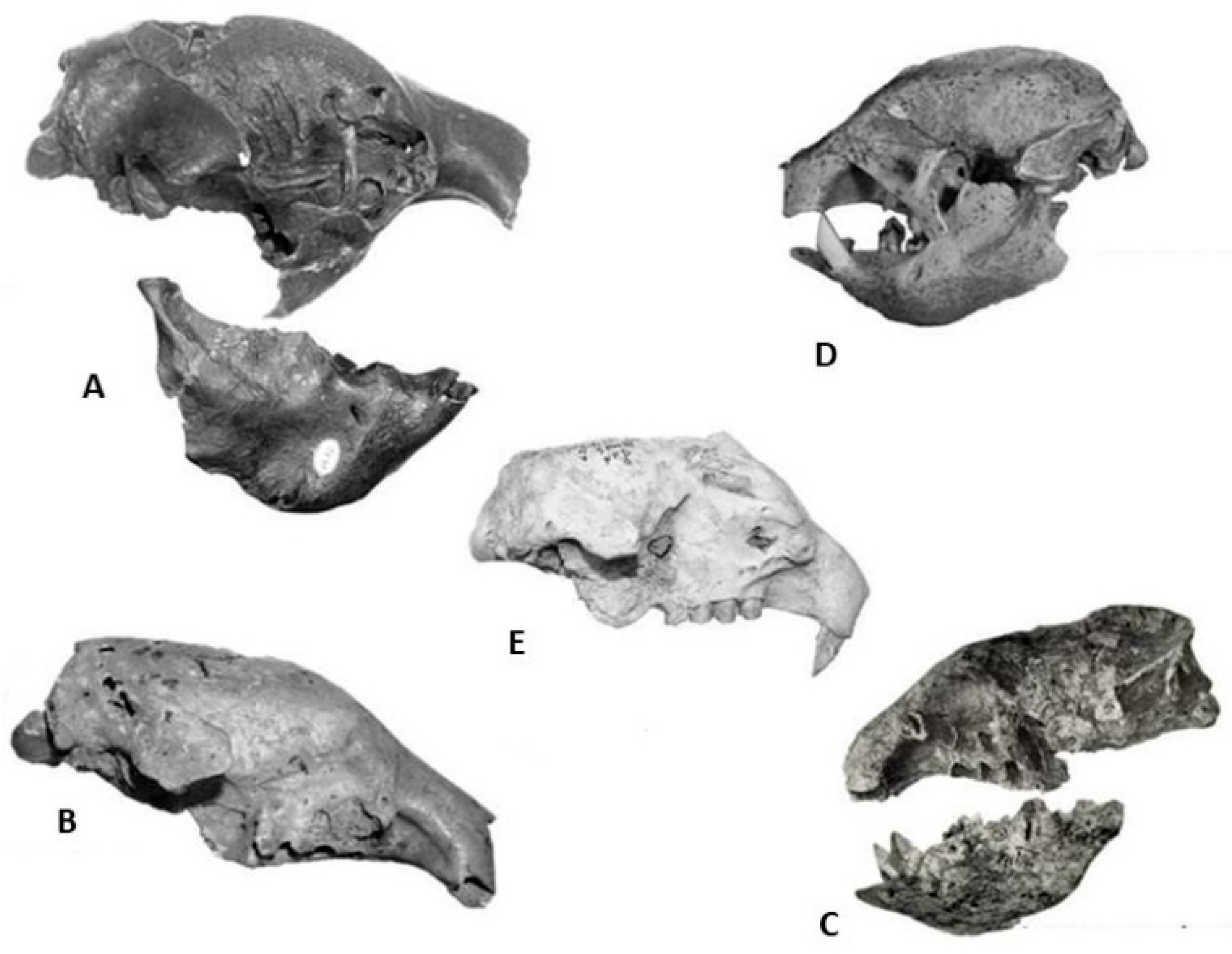 A Tale of Two Continents (and a Few Islands): Ecology and Distribution ...