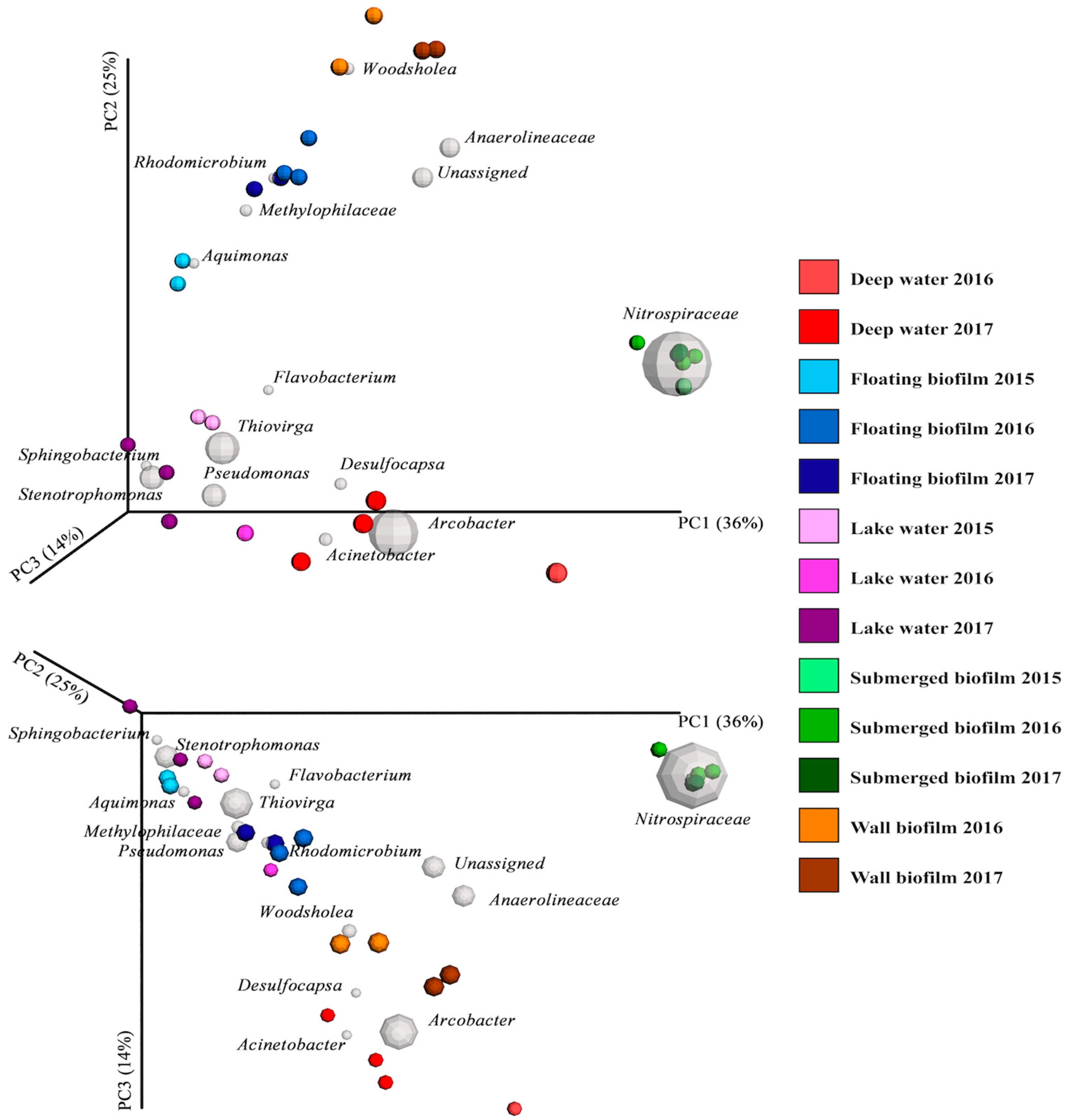 Microbial Ecosystems in Movile Cave: An Environment of Extreme Life | MDPI