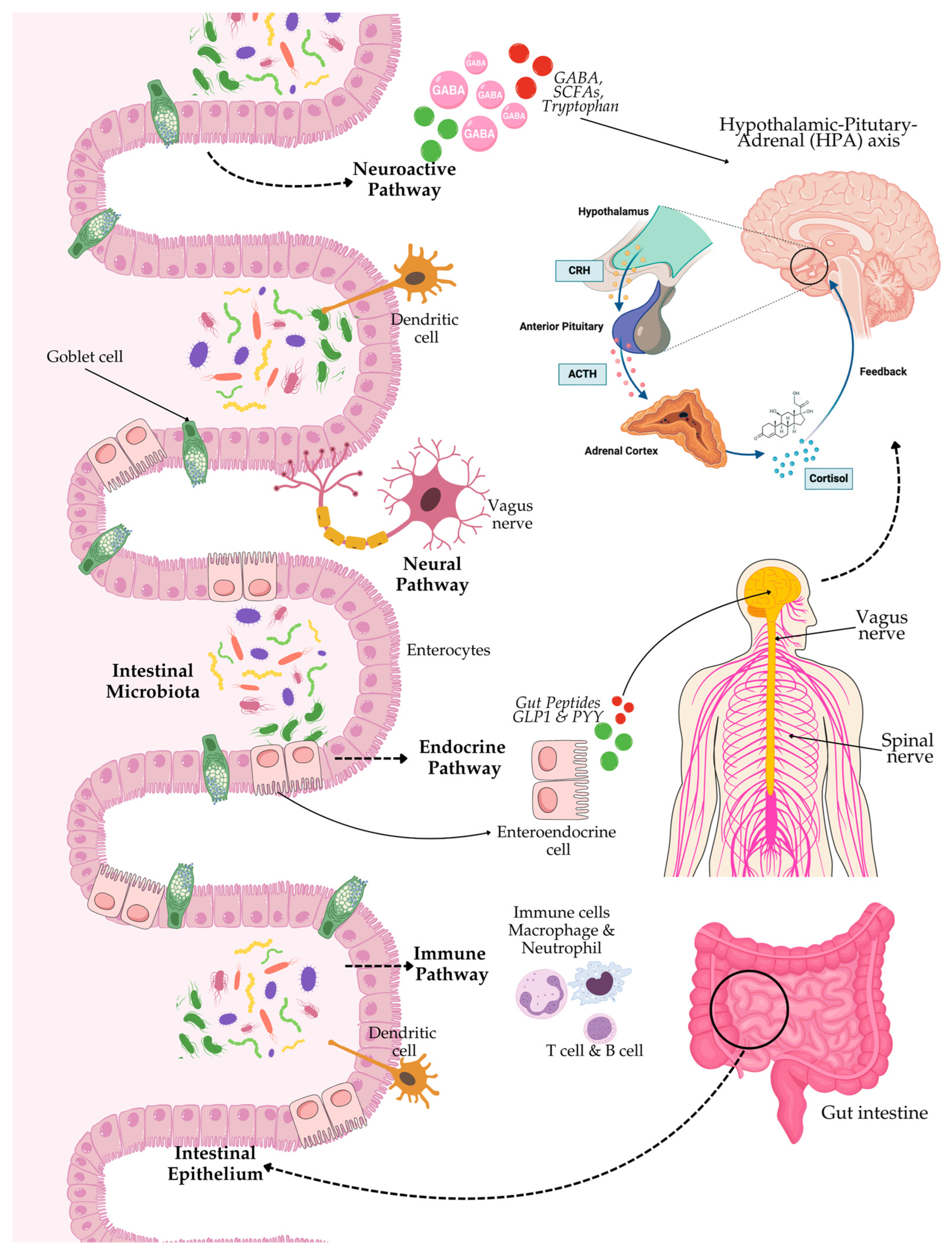 The Microbiota–Gut–Brain Axis: Key Mechanisms Driving Glymphopathy and ...