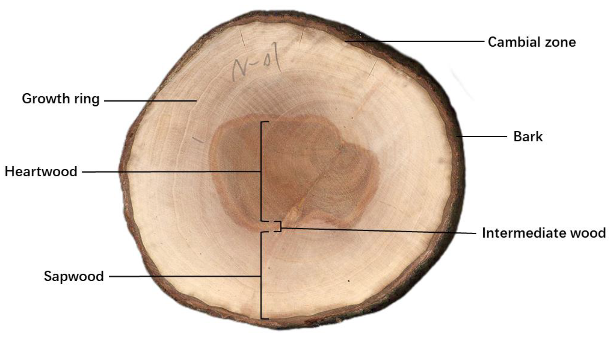 Advances in the Study of Heartwood Formation in Trees | MDPI