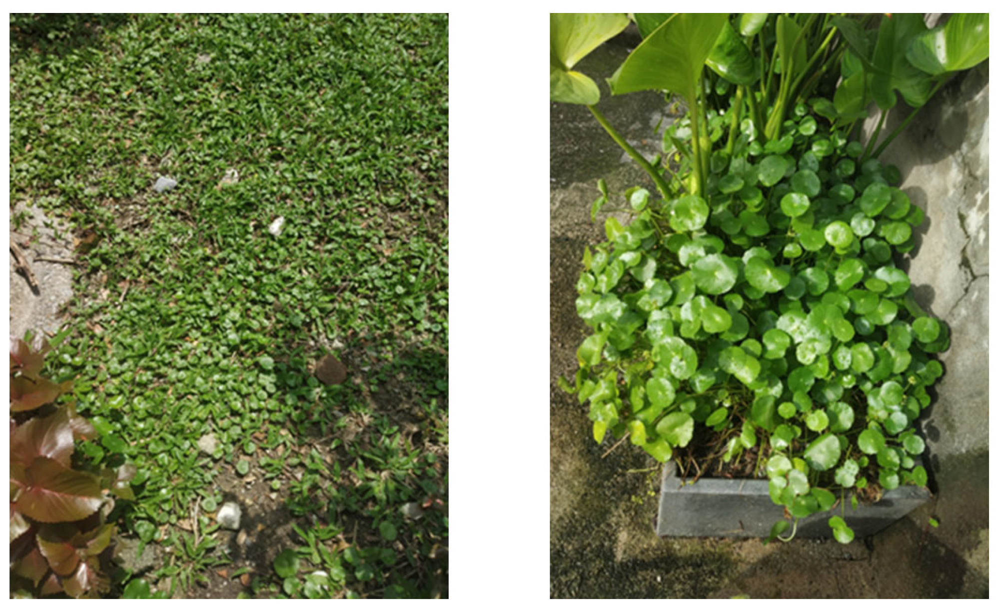 Centella asiatica: Advances in Extraction Technologies, Phytochemistry ...