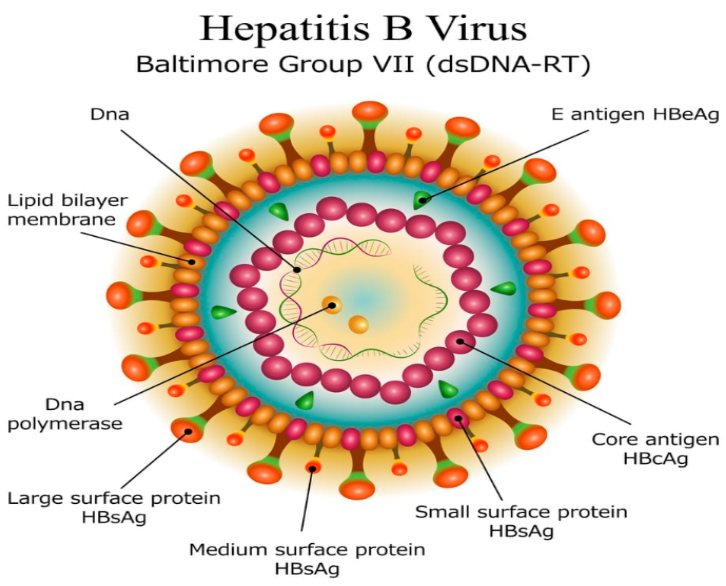 Chronicles of HBV and the Road to HBV Cure | MDPI