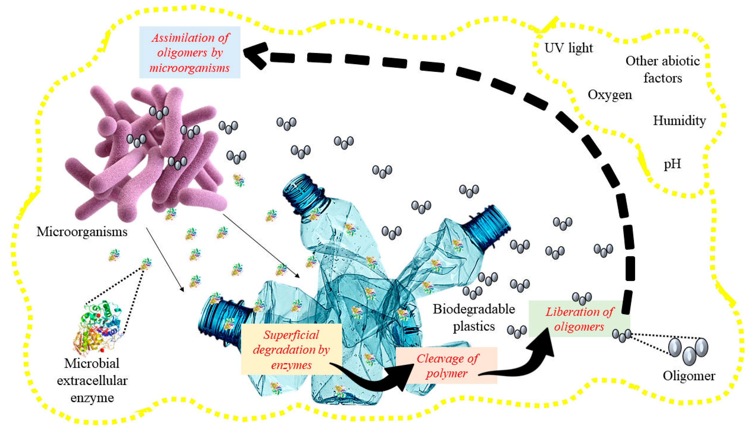 Biodegradation of Polymers: Stages, Measurement, Standards and ...