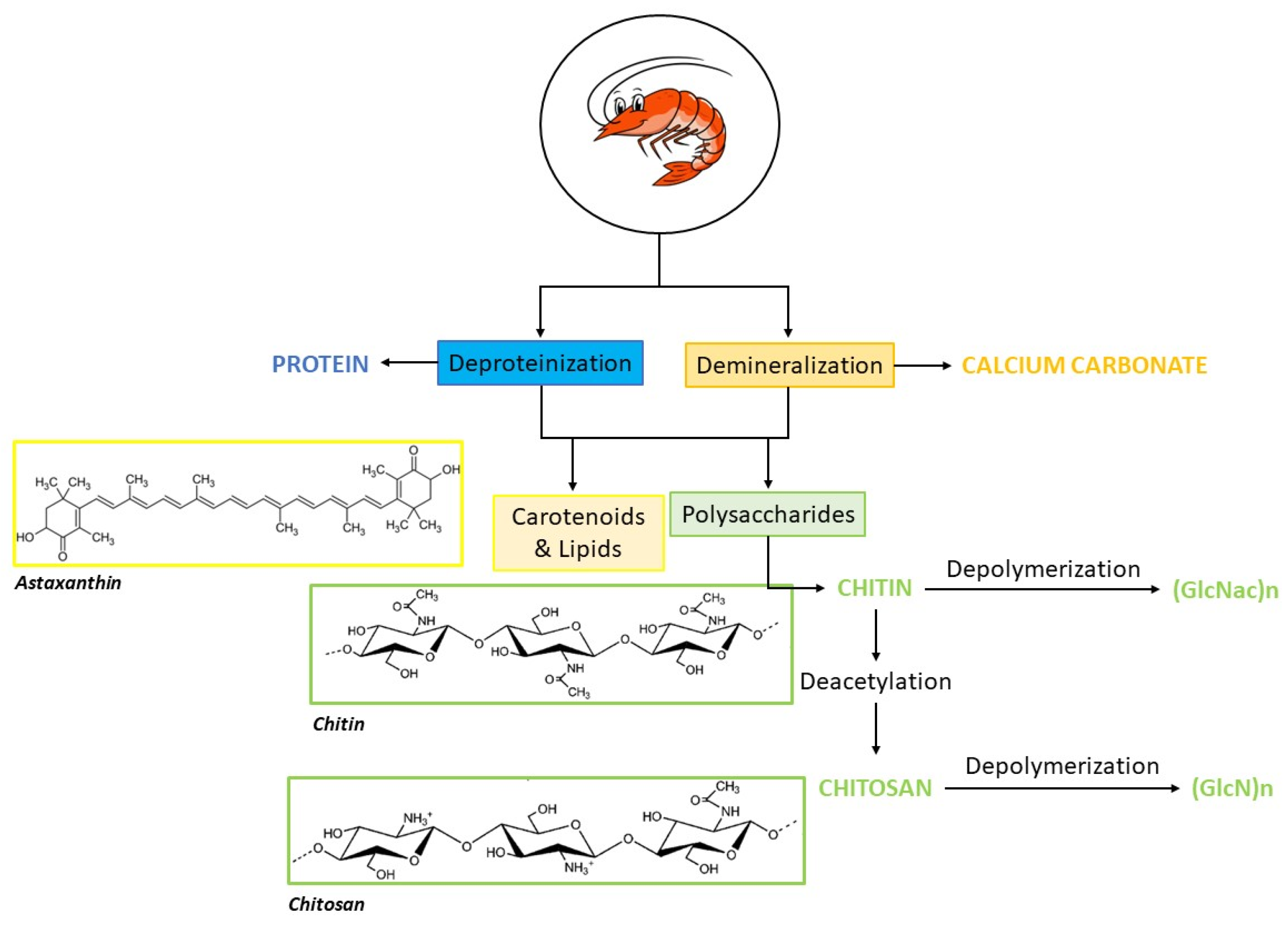 Shrimp Waste Upcycling: Unveiling the Potential of Polysaccharides ...