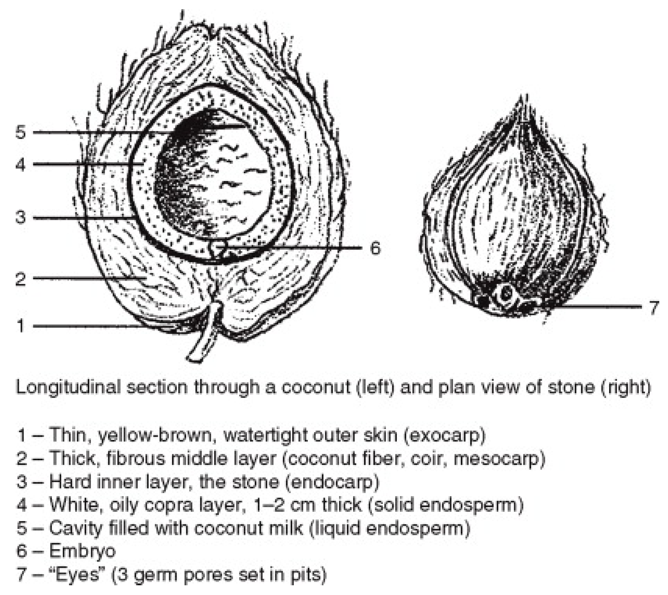 Mechanical and Durability Performance of Coconut Fiber Reinforced ...