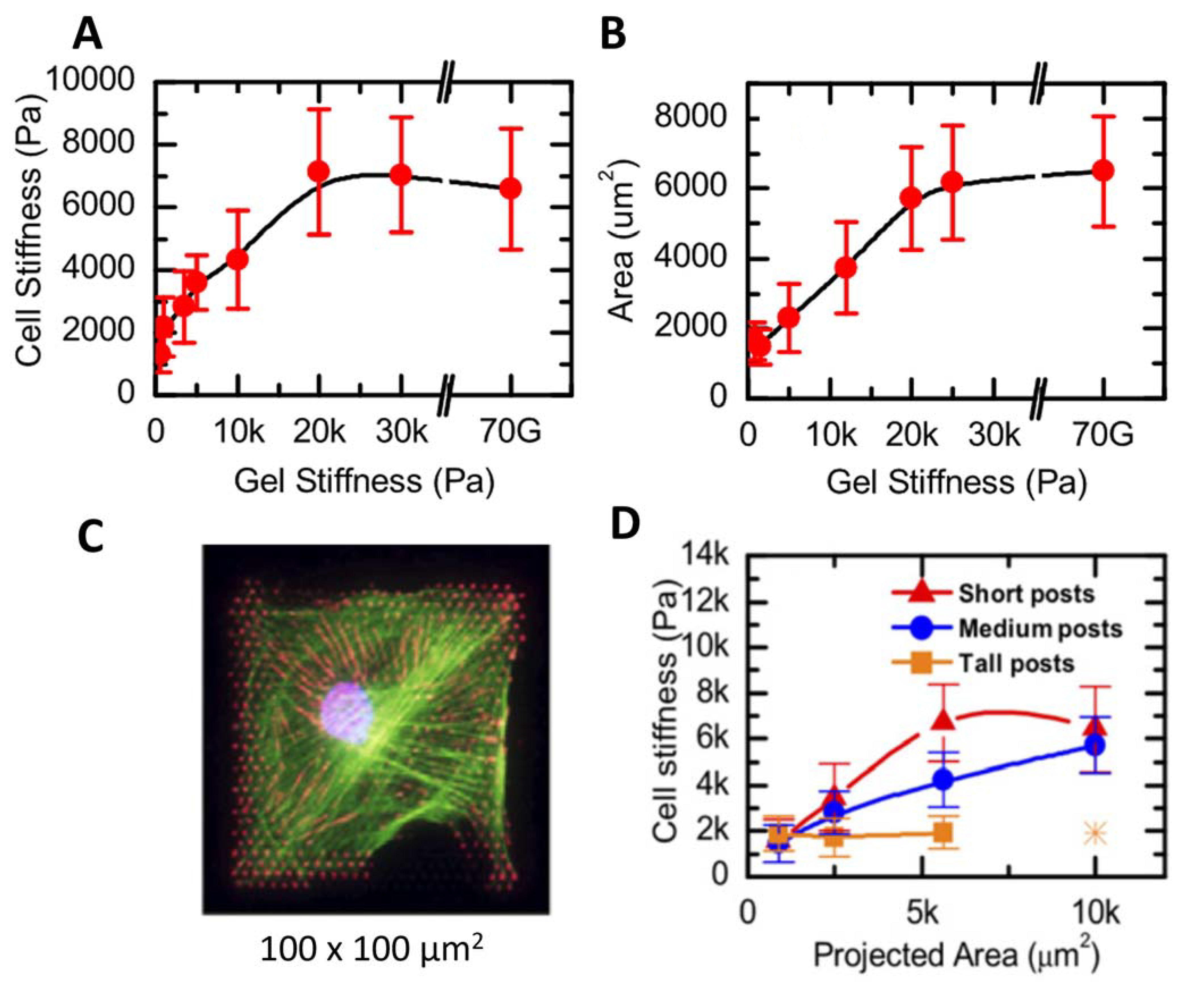 Insights in Cell Biomechanics through Atomic Force Microscopy | MDPI