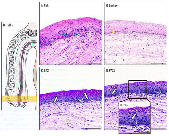 Description of the Human Penile Urethra Epithelium | MDPI