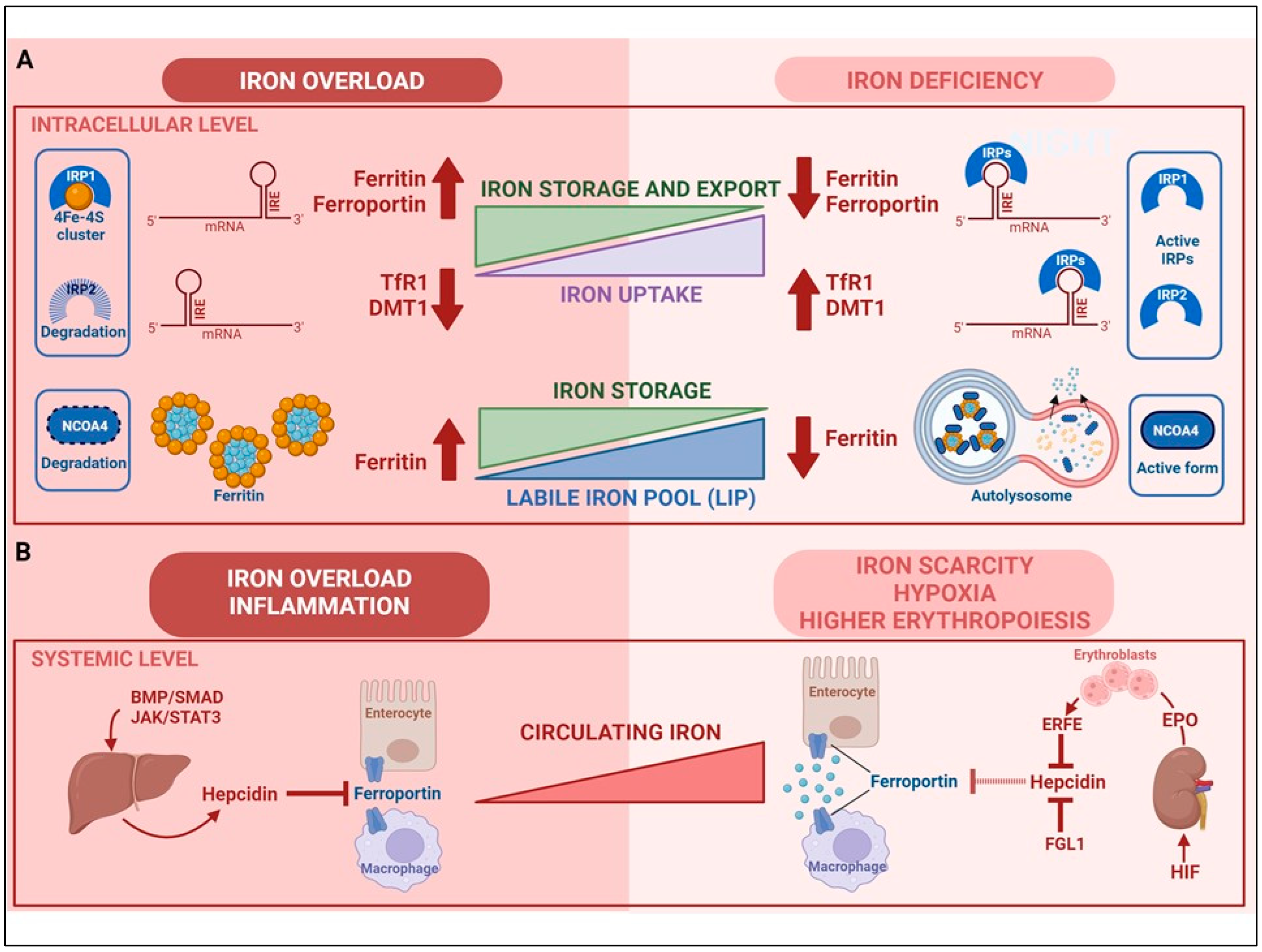 Iron Absorption: Molecular and Pathophysiological Aspects | MDPI