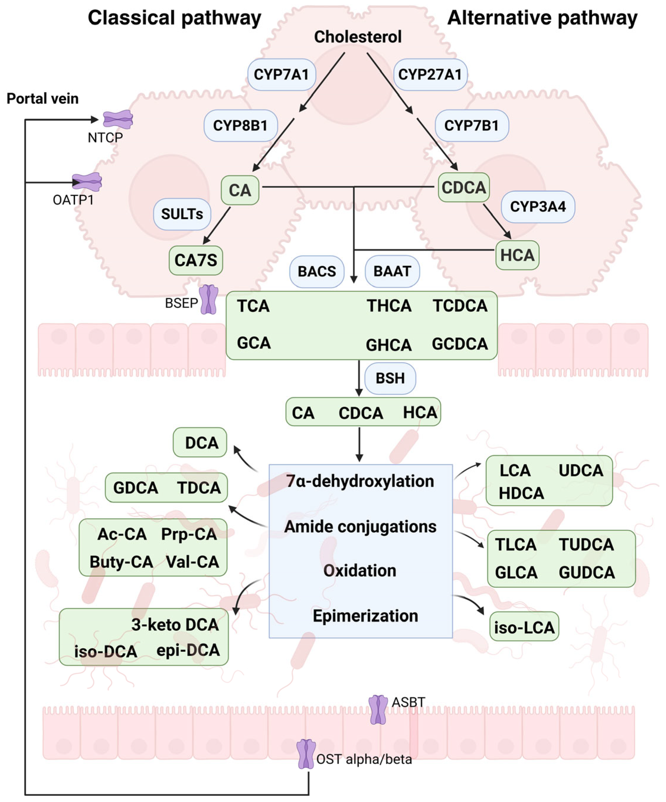 Bile Acids and Type 2 Diabetes: Roles in Glucose Homeostasis and ...