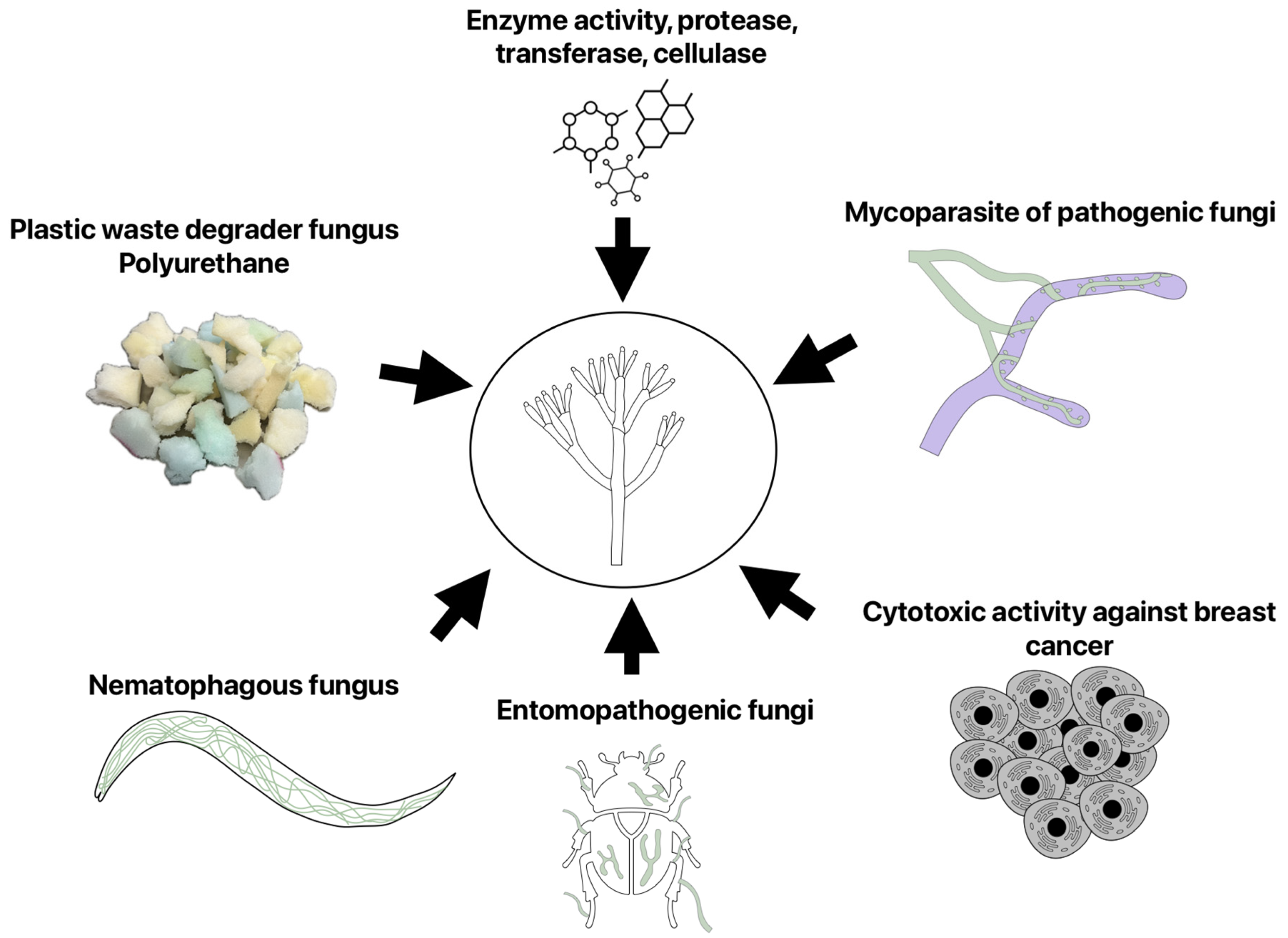 The Genus Clonostachys (Bionectria) as a Potential Tool Against ...