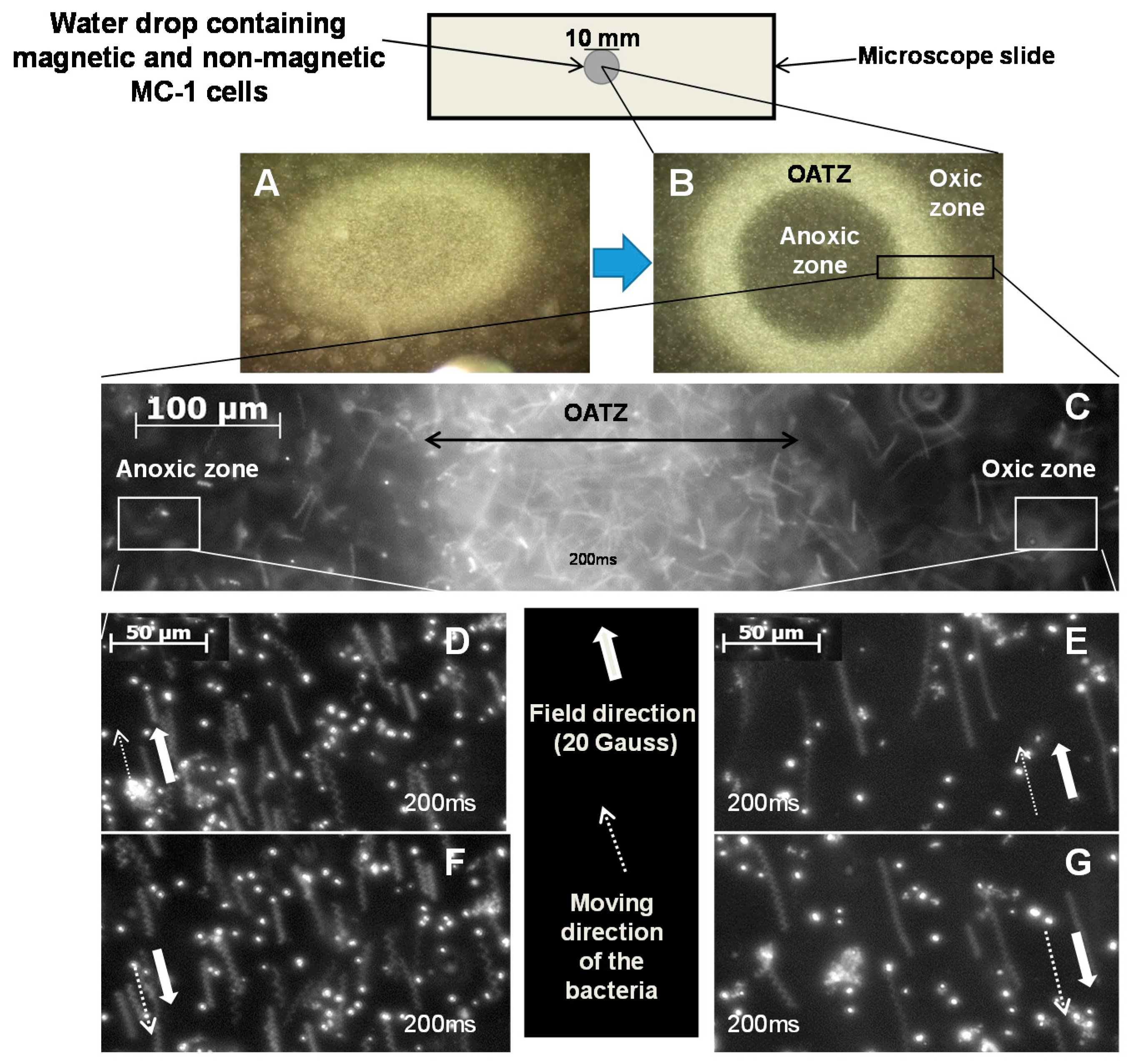 Switching between Magnetotactic and Aerotactic Displacement Controls to ...
