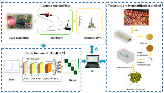 Design of a Portable Nondestructive Instrument for Apple Watercore ...
