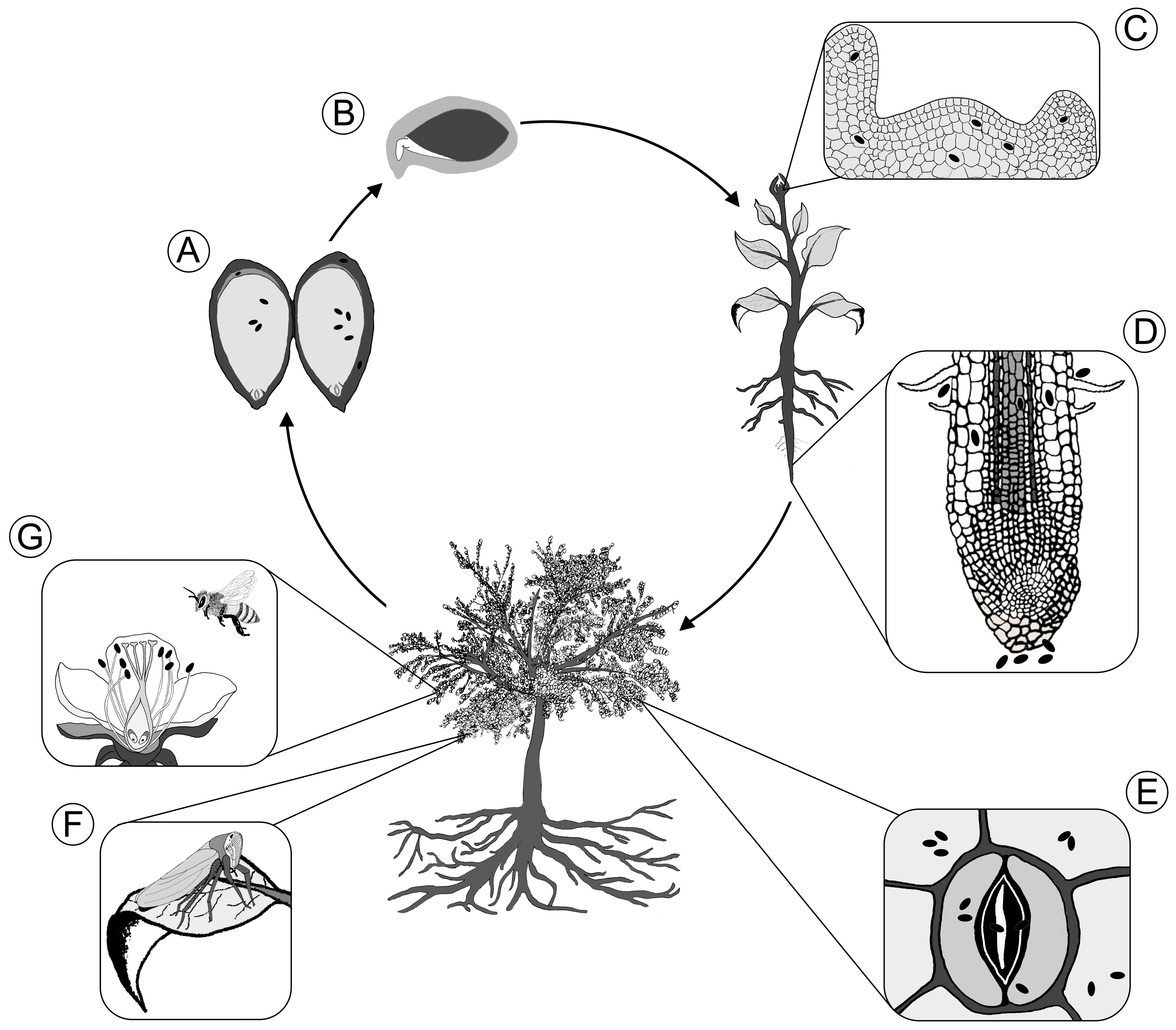 Transmission of Bacterial Endophytes | MDPI