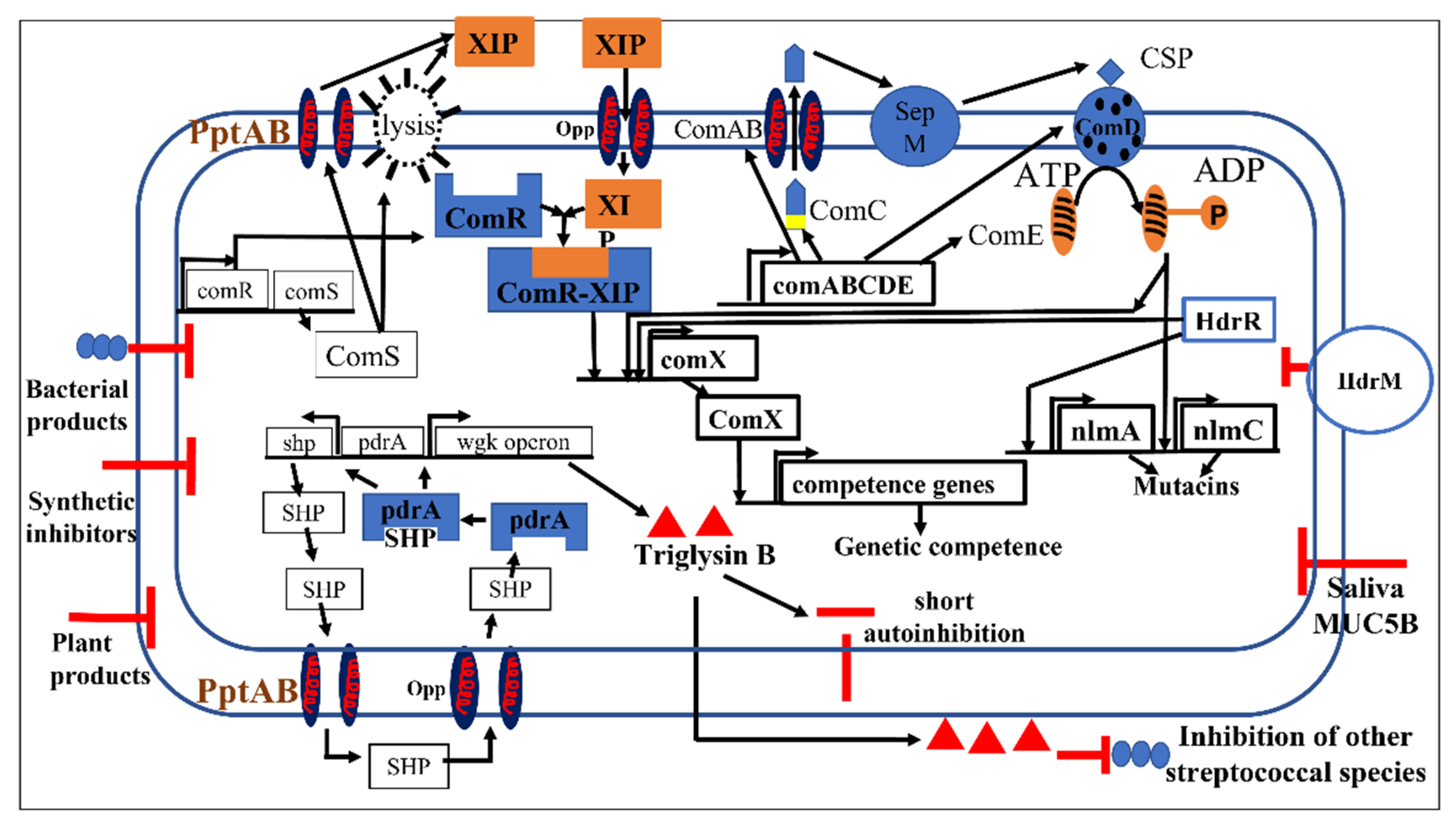 Quorum Sensing and Quorum Quenching with a Focus on Cariogenic and ...