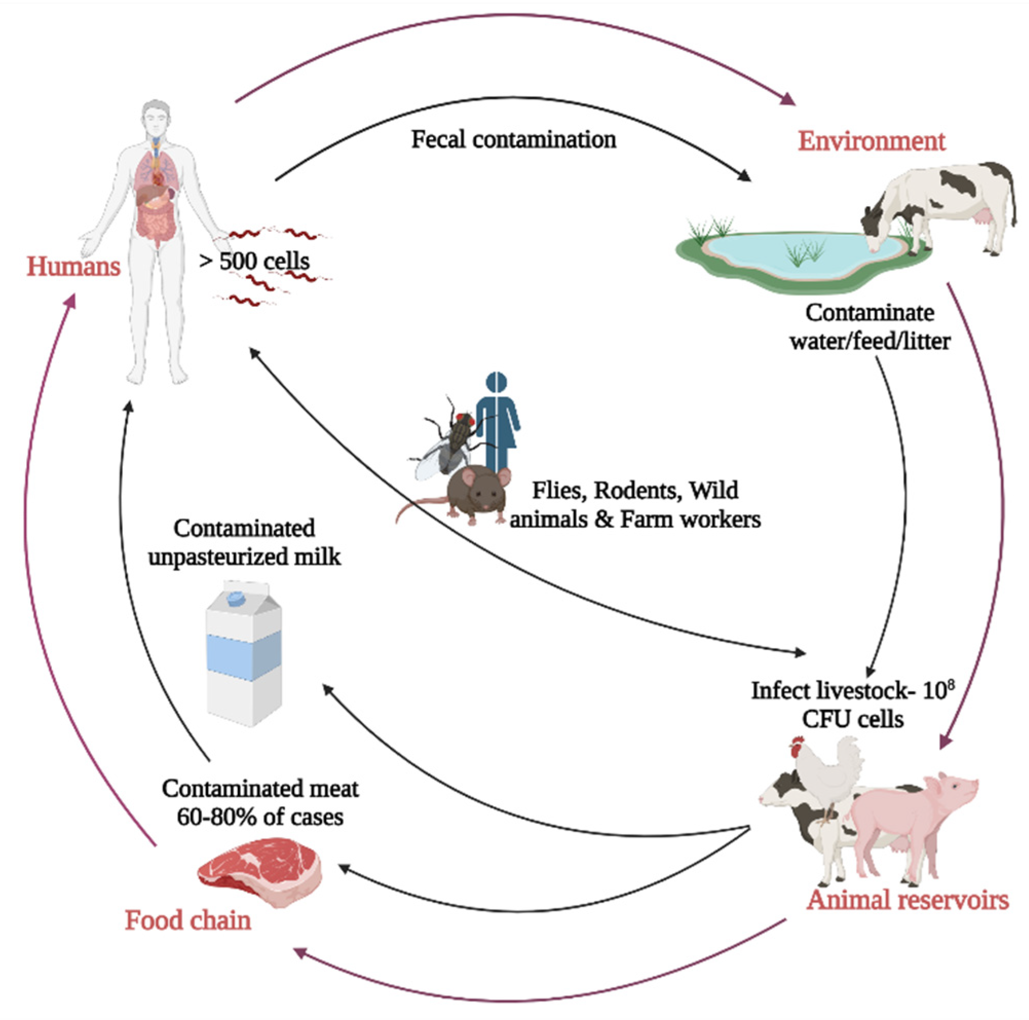 Campylobacter jejuni in Poultry: Pathogenesis and Control Strategies | MDPI