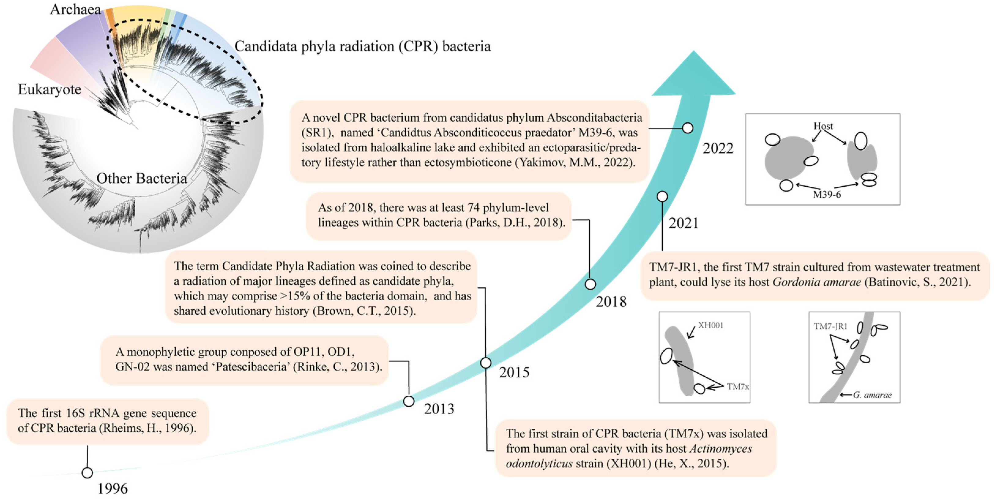 Widespread but Poorly Understood Bacteria: Candidate Phyla Radiation | MDPI