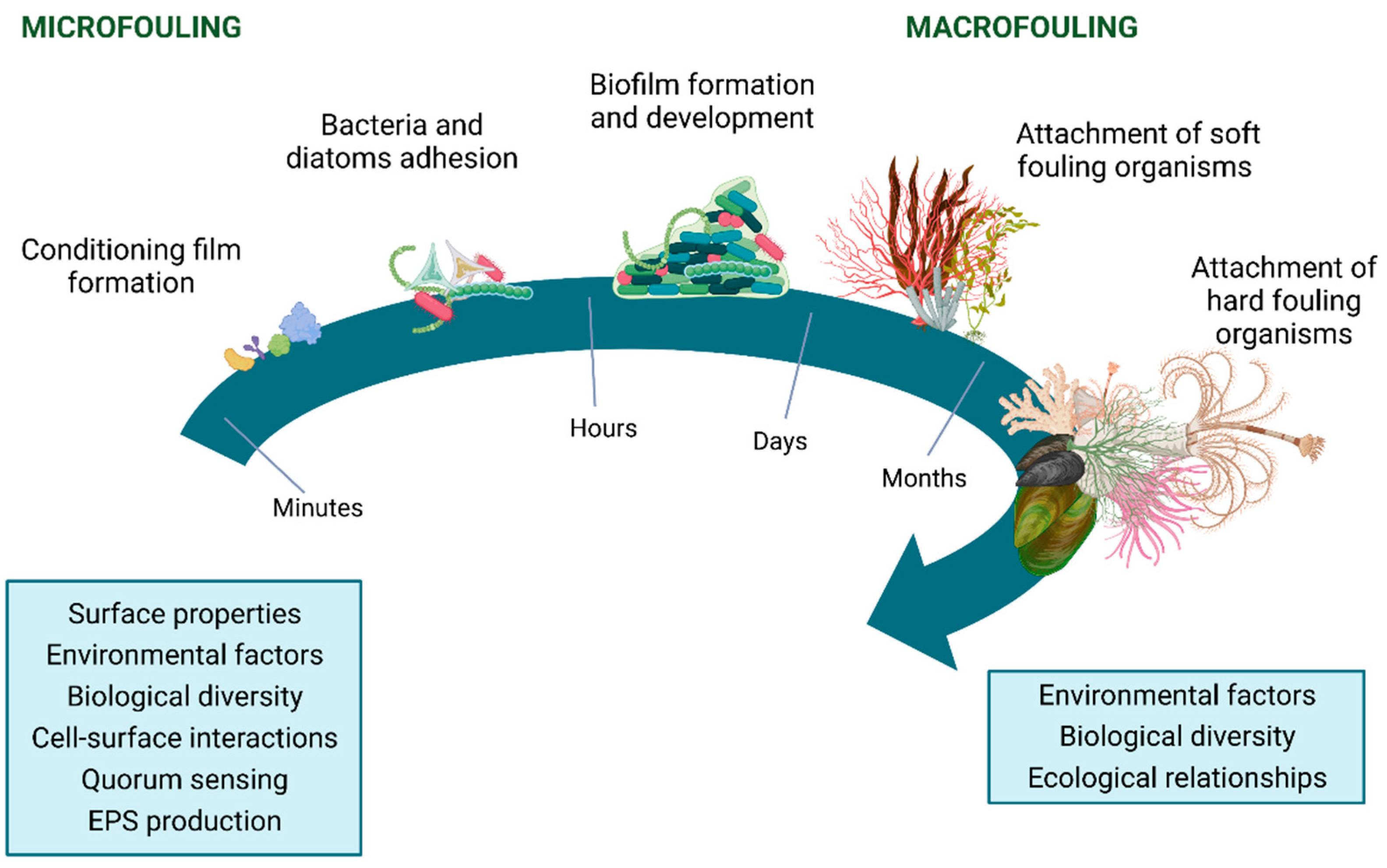 Development of Antifouling Strategies for Marine Applications | MDPI