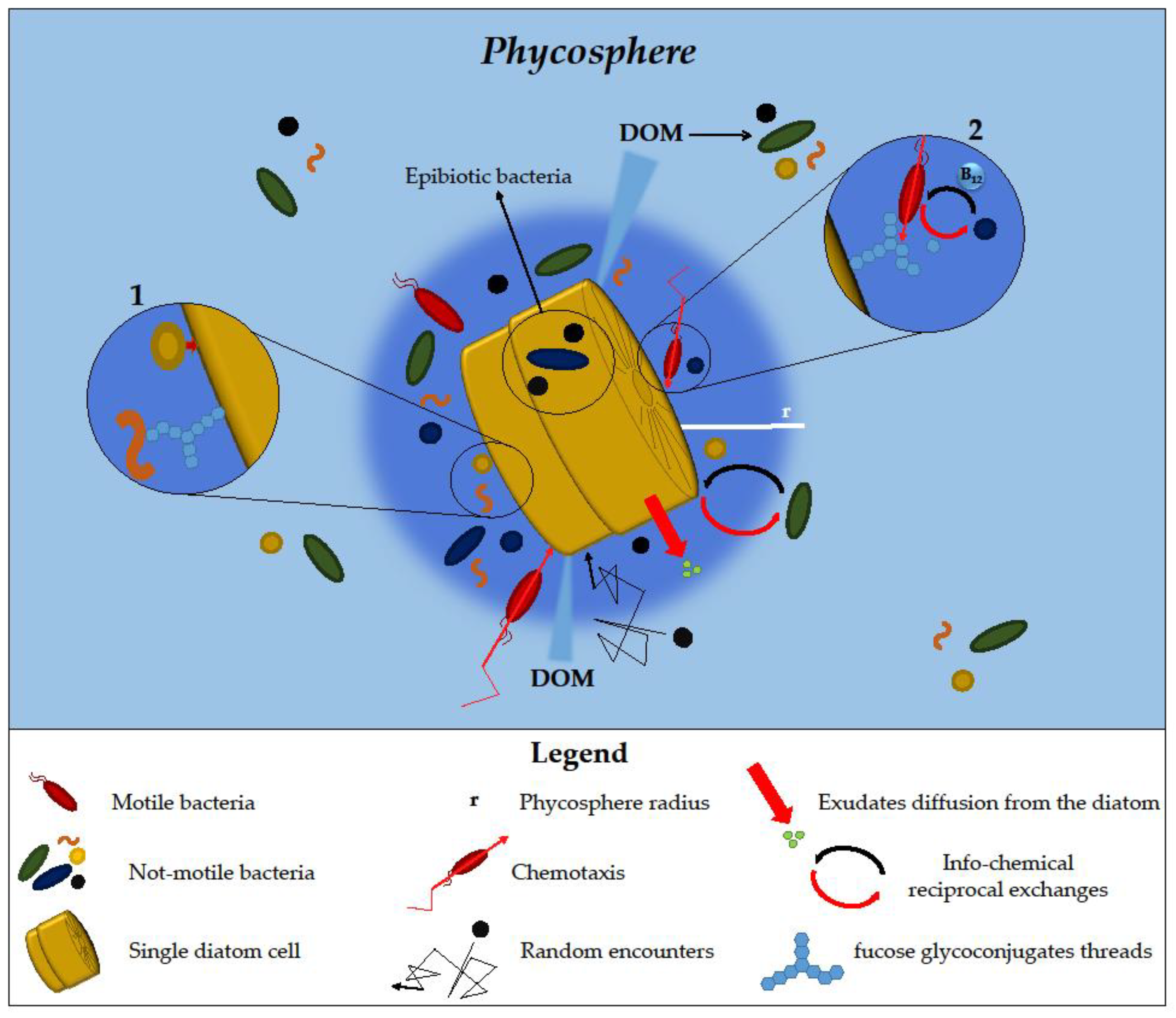 Diatom–Bacteria Interactions in the Marine Environment: Complexity ...