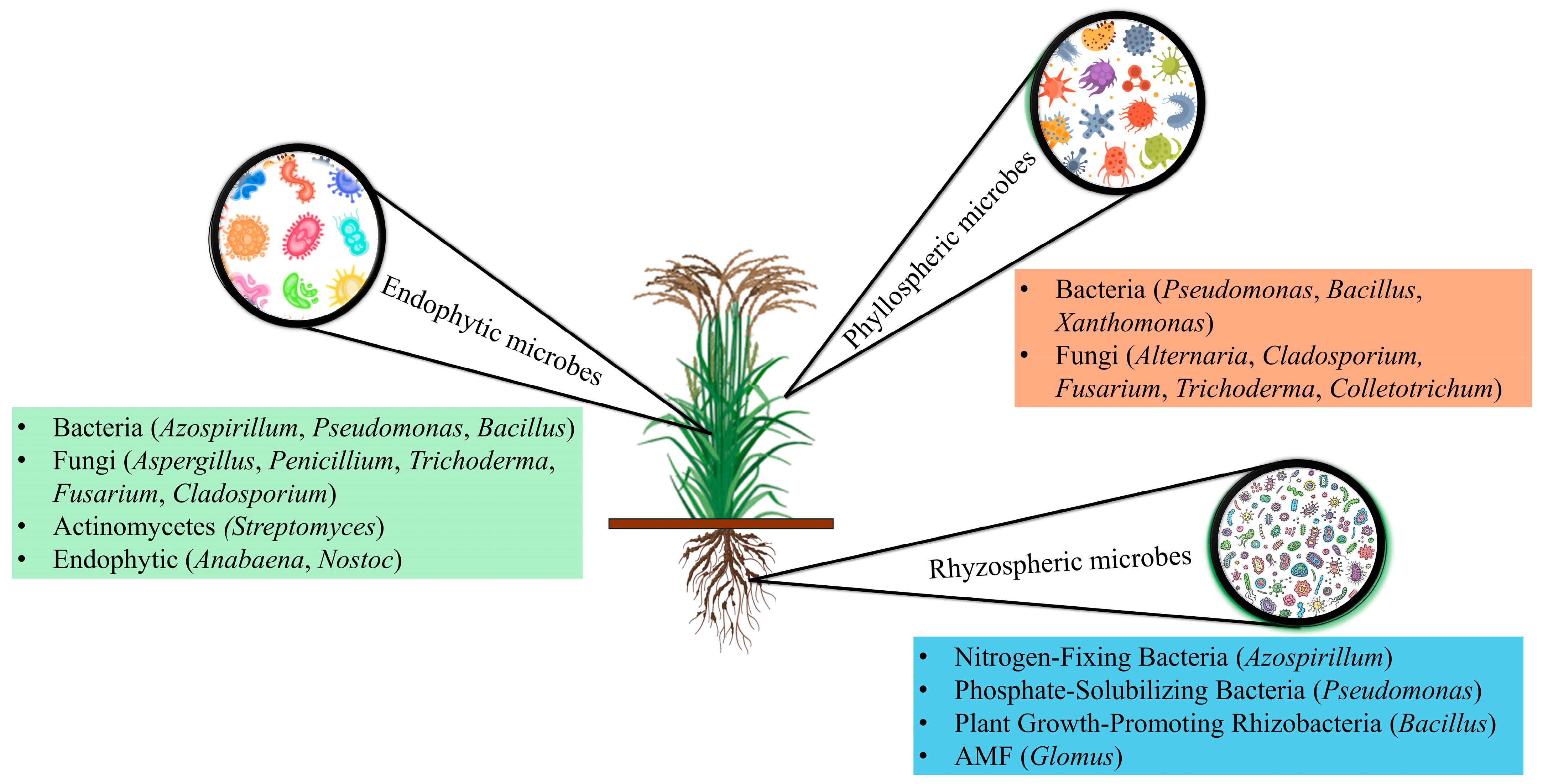 Microbiome Engineering for Sustainable Rice Production: Strategies for ...