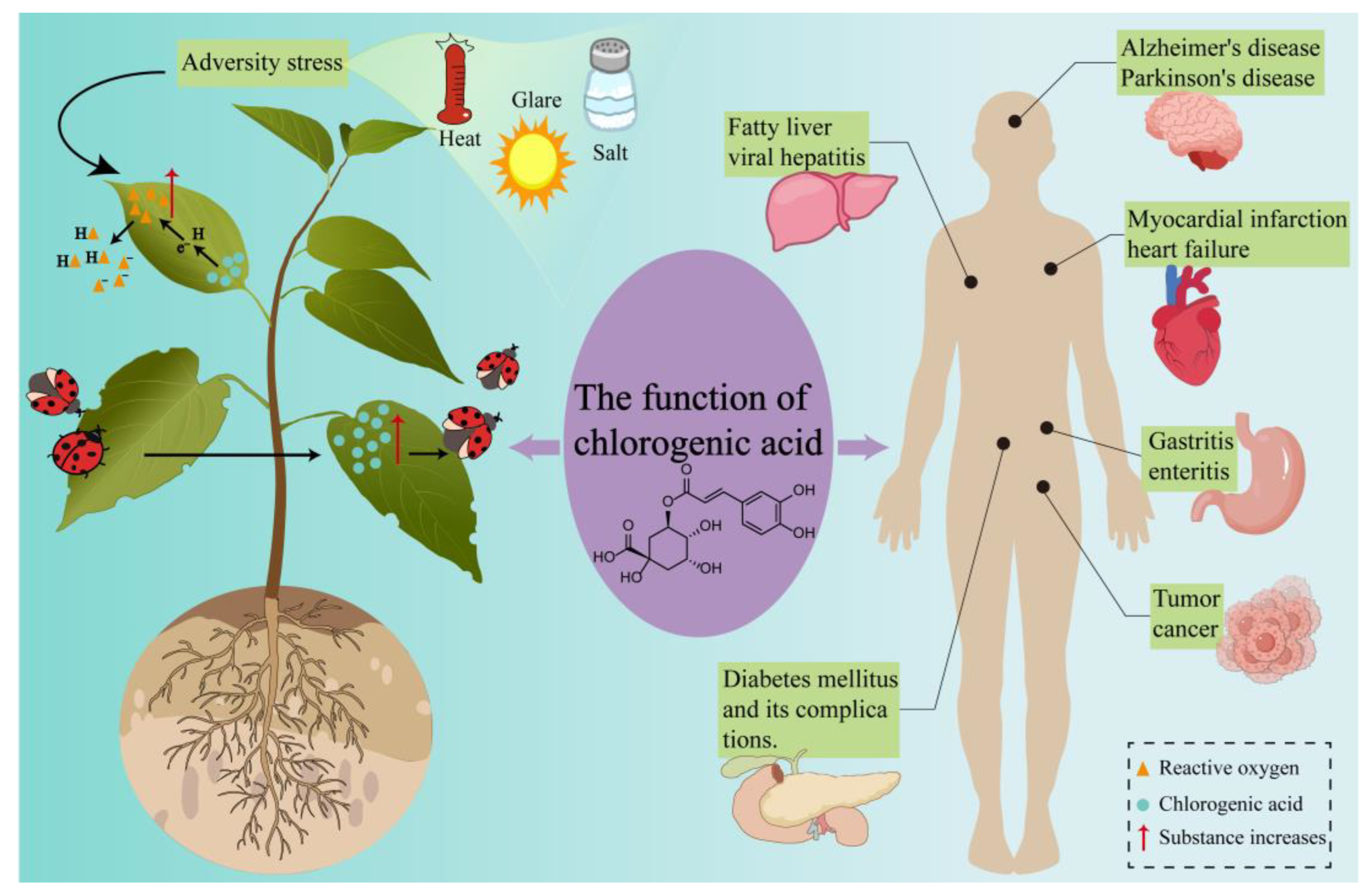 Biosynthetic Mechanisms of Plant Chlorogenic Acid from a ...
