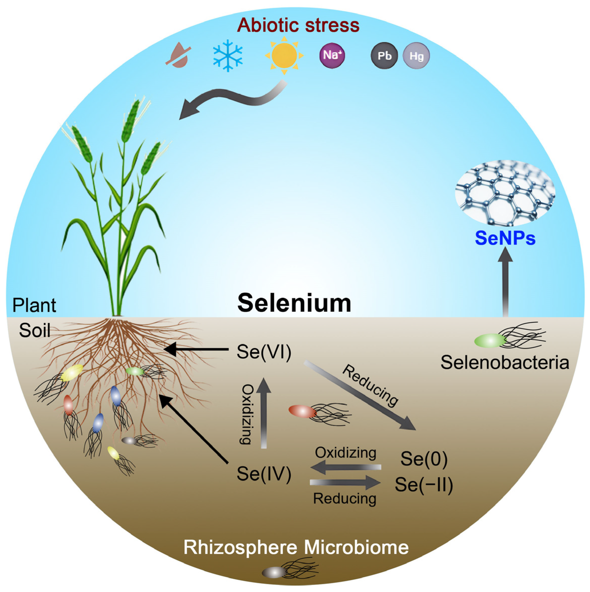 Harnessing the Rhizosphere Microbiome for Selenium Biofortification in Plants: Mechanisms ...
