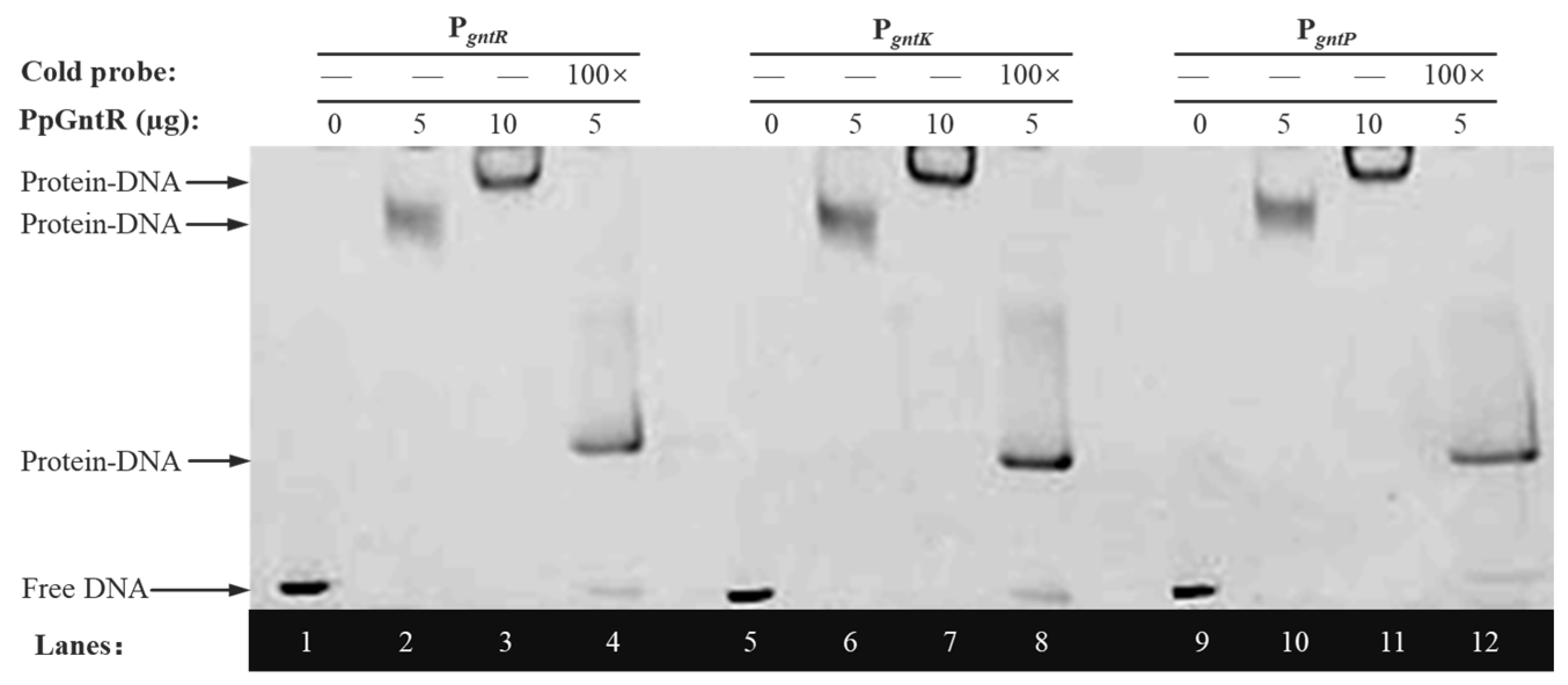 Molecular Characterization of a Transcriptional Regulator GntR for Gluconate Metabolism in ...