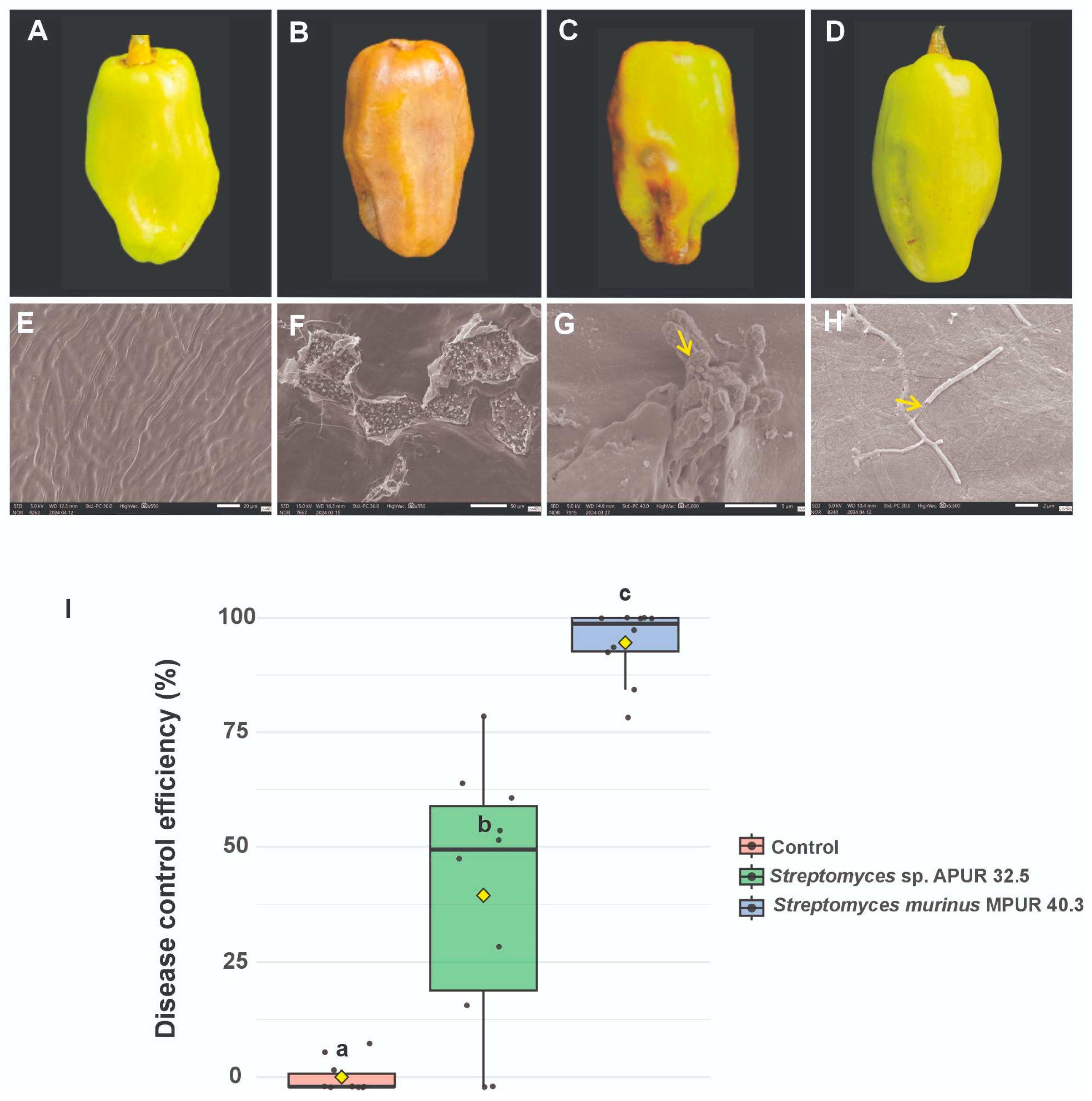 Streptomyces Strains from Amazonian Sediments as Plant Growth Promoters ...