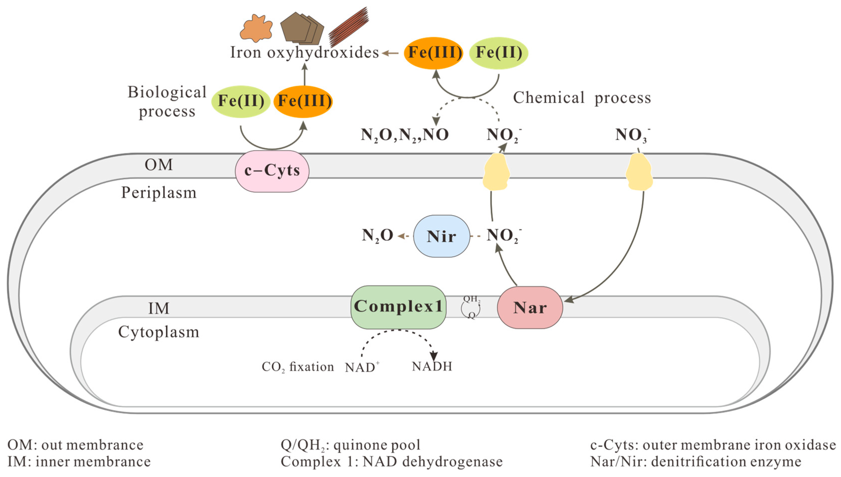 Biomineralization Mediated by Iron-Oxidizing Microorganisms ...