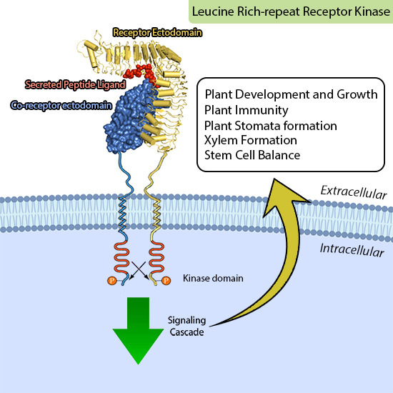 Plant Leucine-Rich Repeat Receptor Kinase (LRR-RK): Structure, Ligand ...