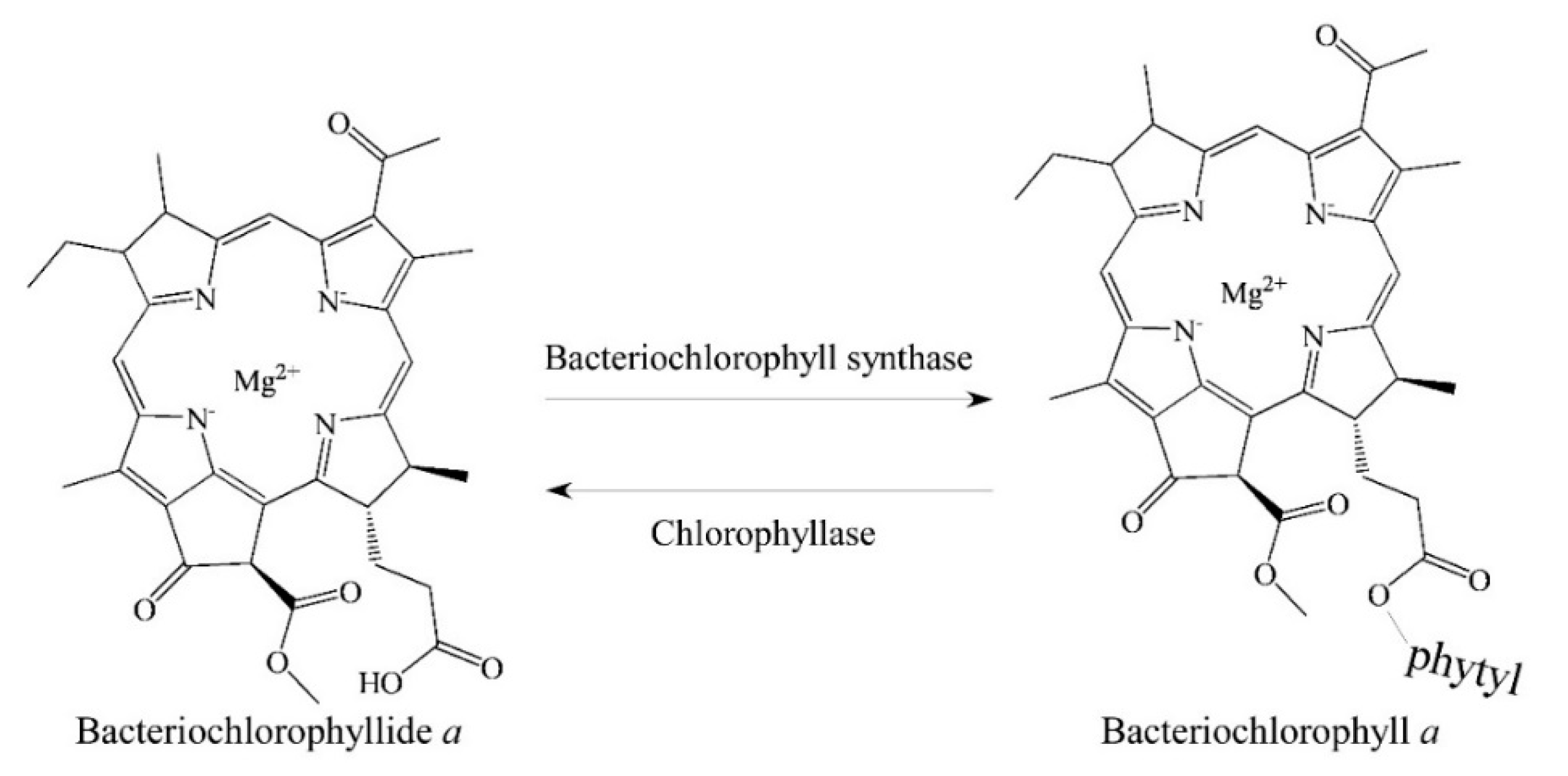 A Review of Bacteriochlorophyllides: Chemical Structures and ...