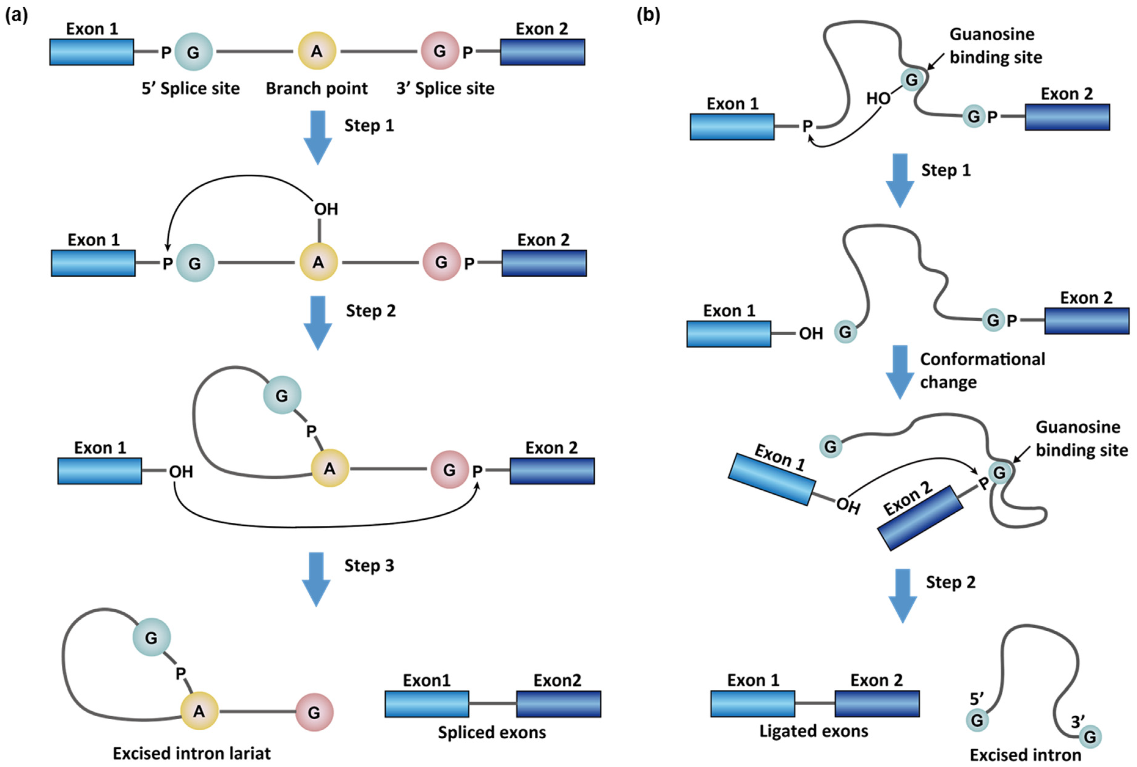 RNA-Targeting Splicing Modifiers: Drug Development and Screening Assays ...