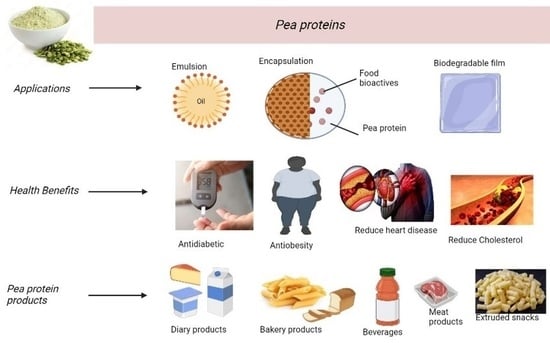 The Current Situation of Pea Protein and Its Application in the Food ...
