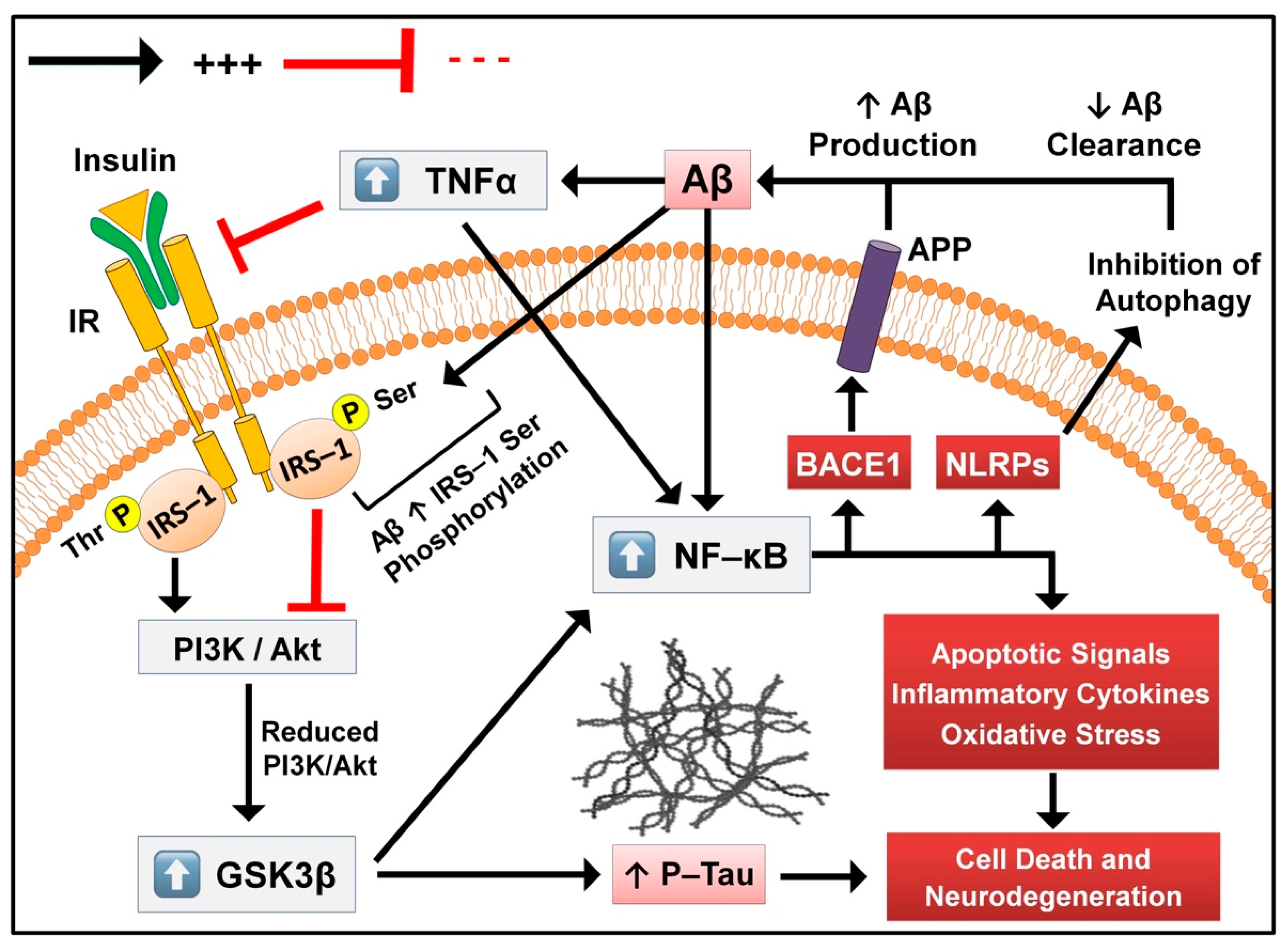 BACE1 Inhibitors for Alzheimer’s Disease: The Past, Present and Any ...