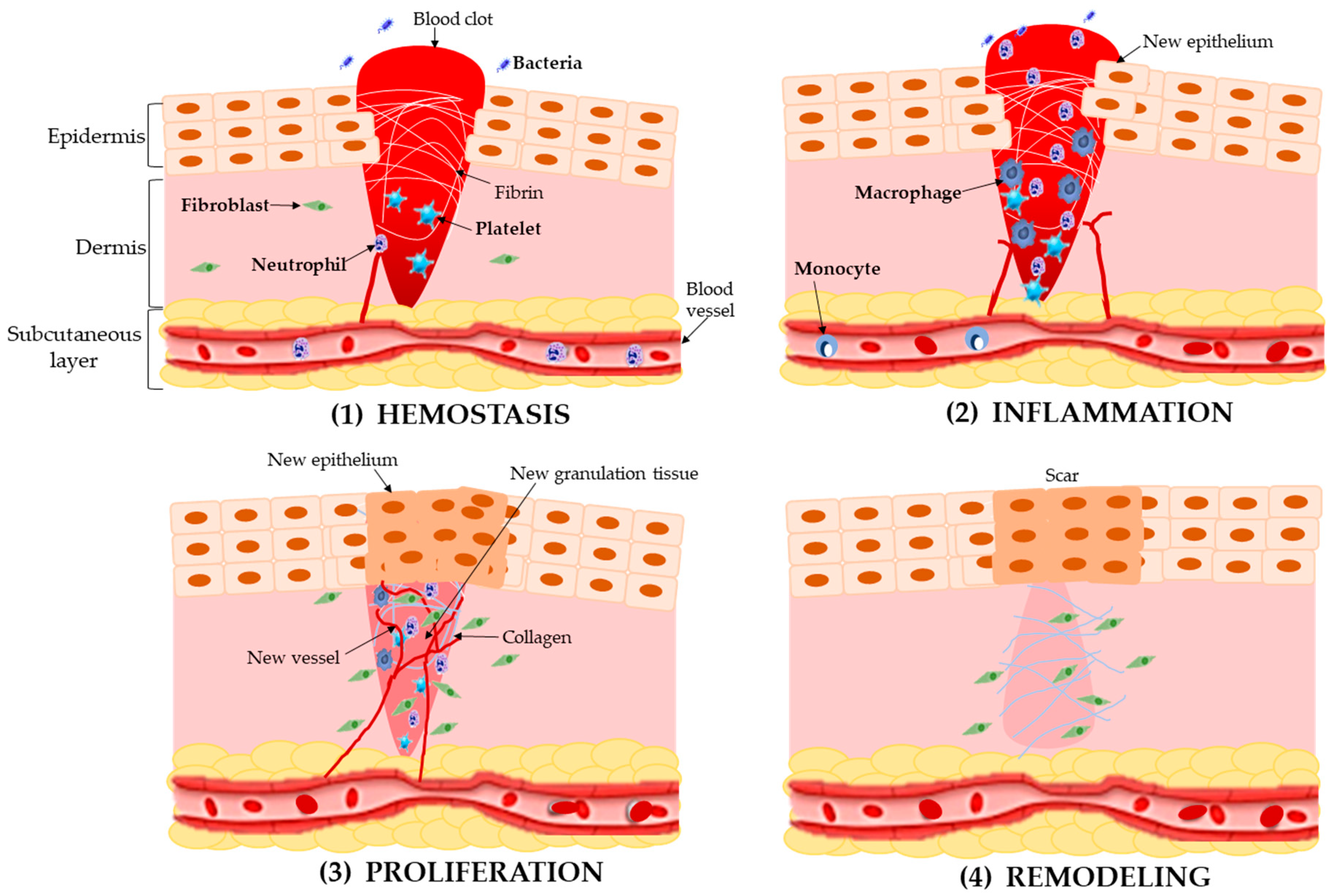 Wound Healing Properties of Natural Products: Mechanisms of Action | MDPI