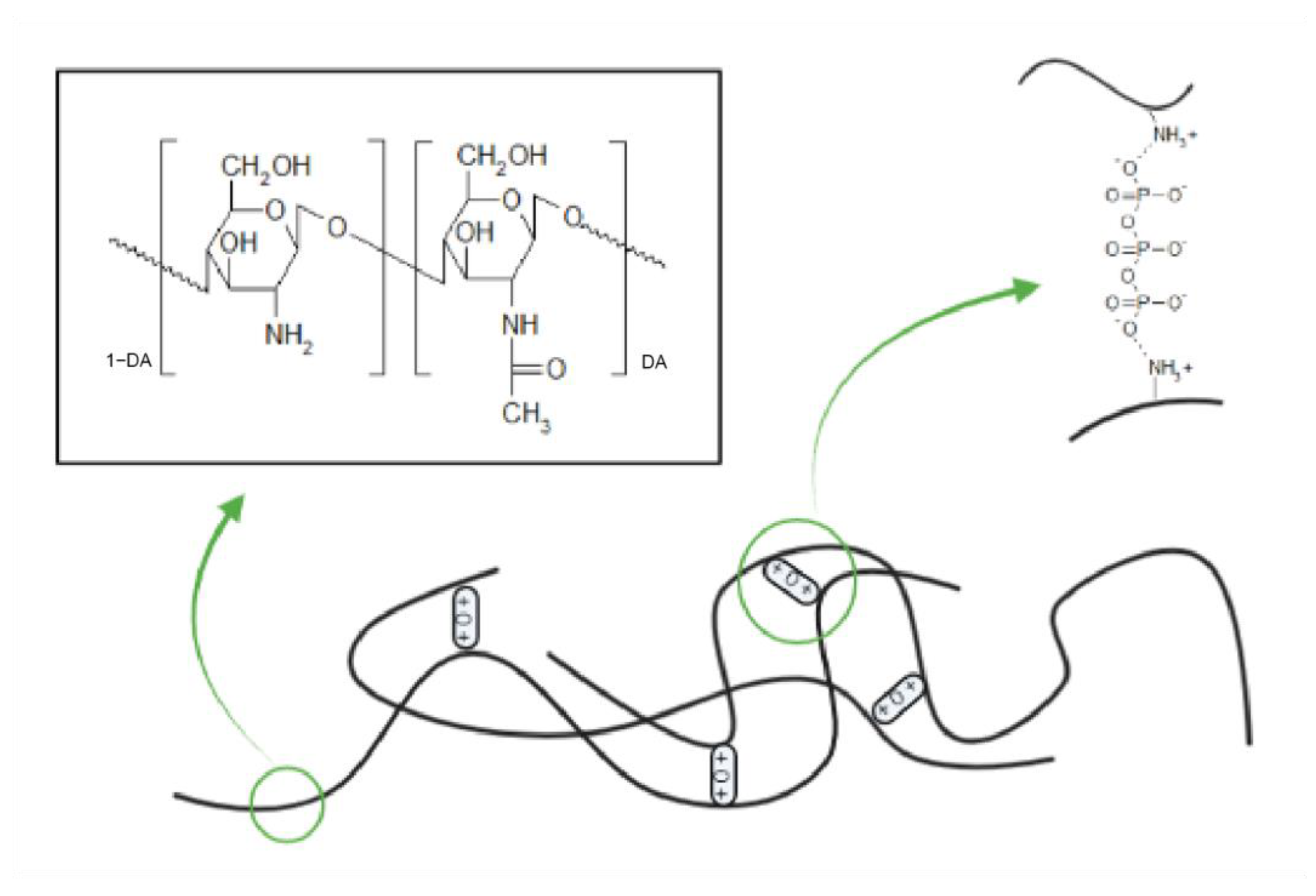 A Simple Method for Synthesis of Chitosan Nanoparticles with Ionic ...