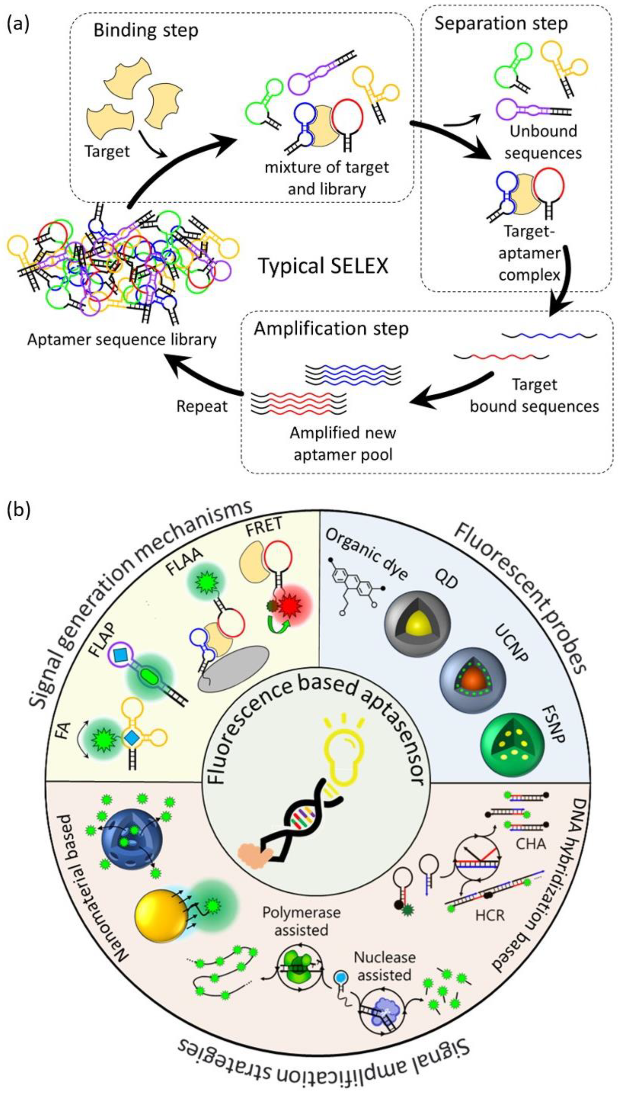 Recent Advances in Biological Applications of Aptamer-Based Fluorescent Biosensors | MDPI