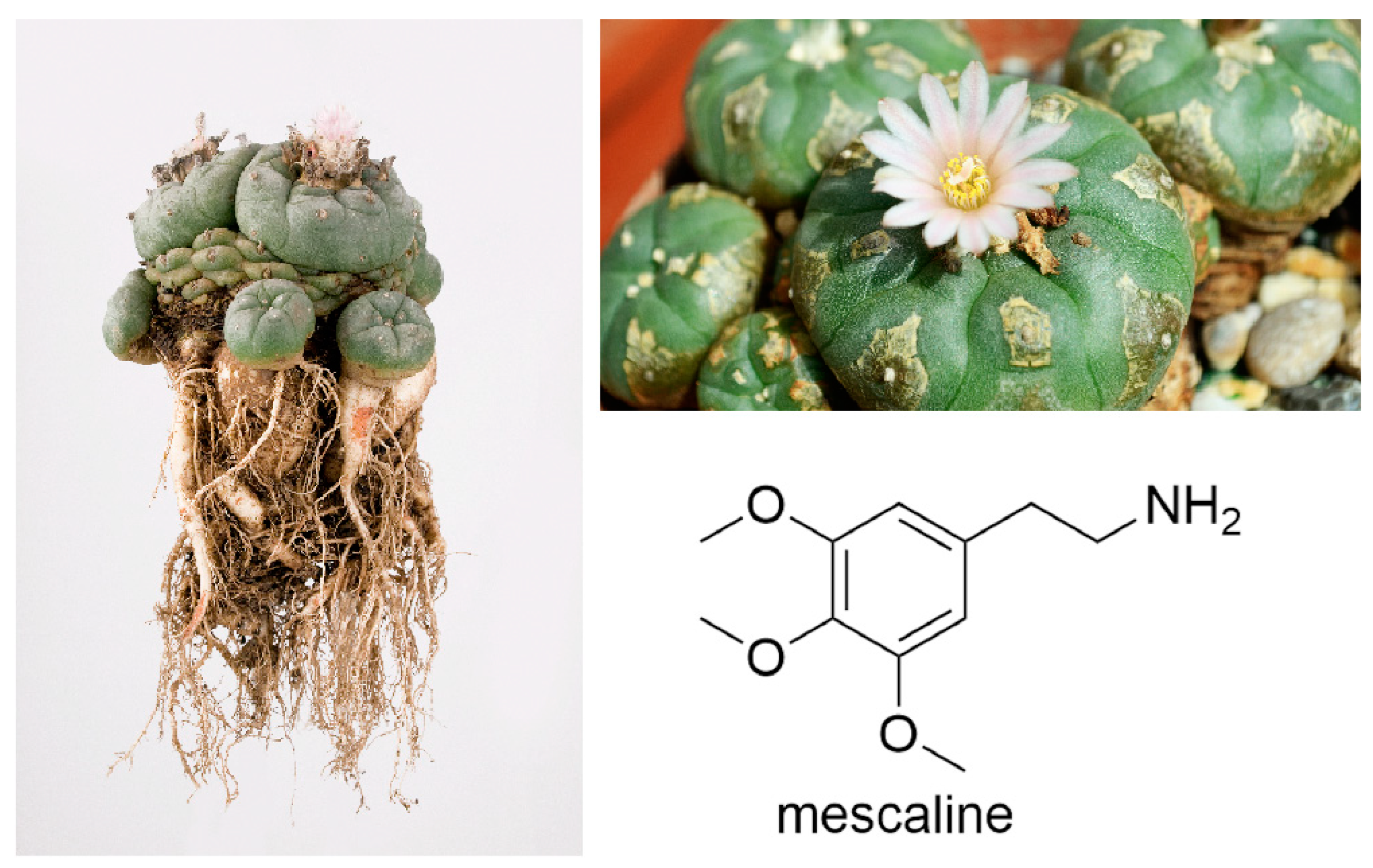 An Overview on the Hallucinogenic Peyote and Its Alkaloid Mescaline ...
