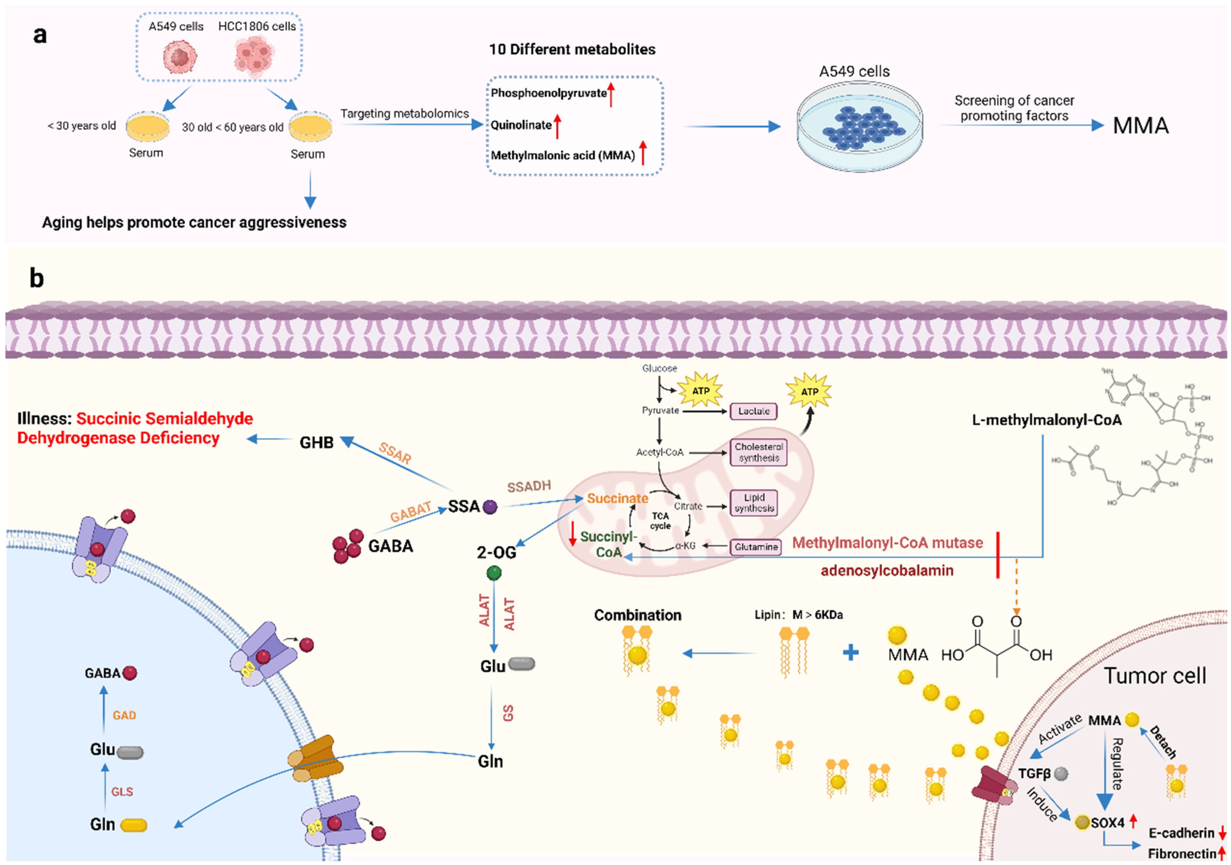 Metabolomics for Clinical Biomarker Discovery and Therapeutic Target ...
