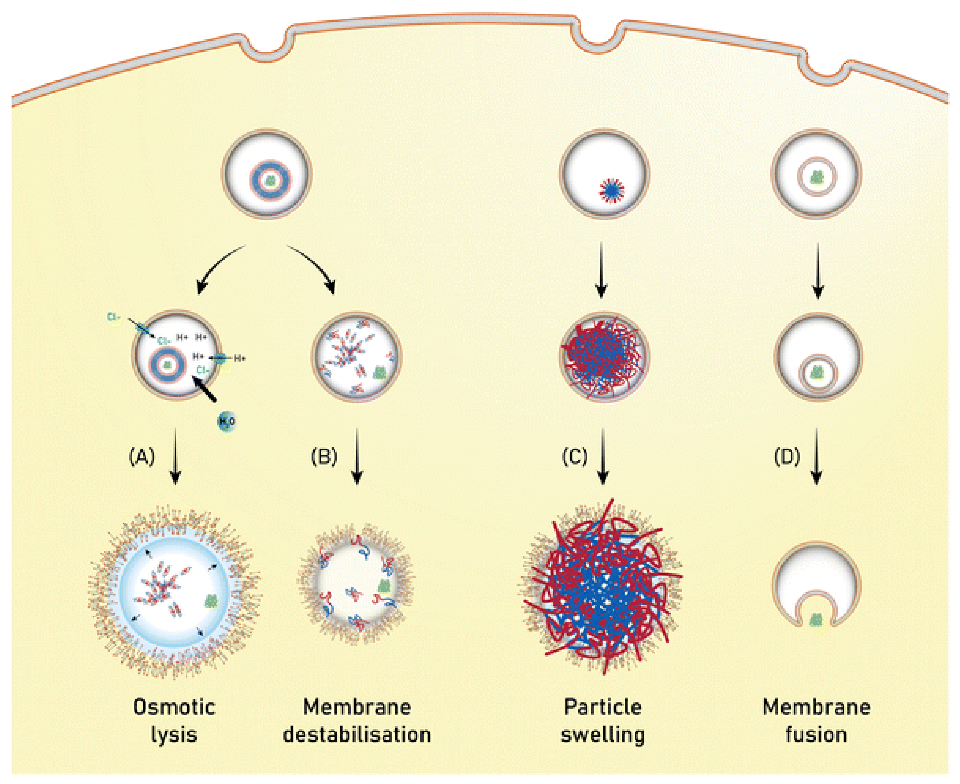 Achieving Endo/Lysosomal Escape Using Smart Nanosystems for Efficient ...