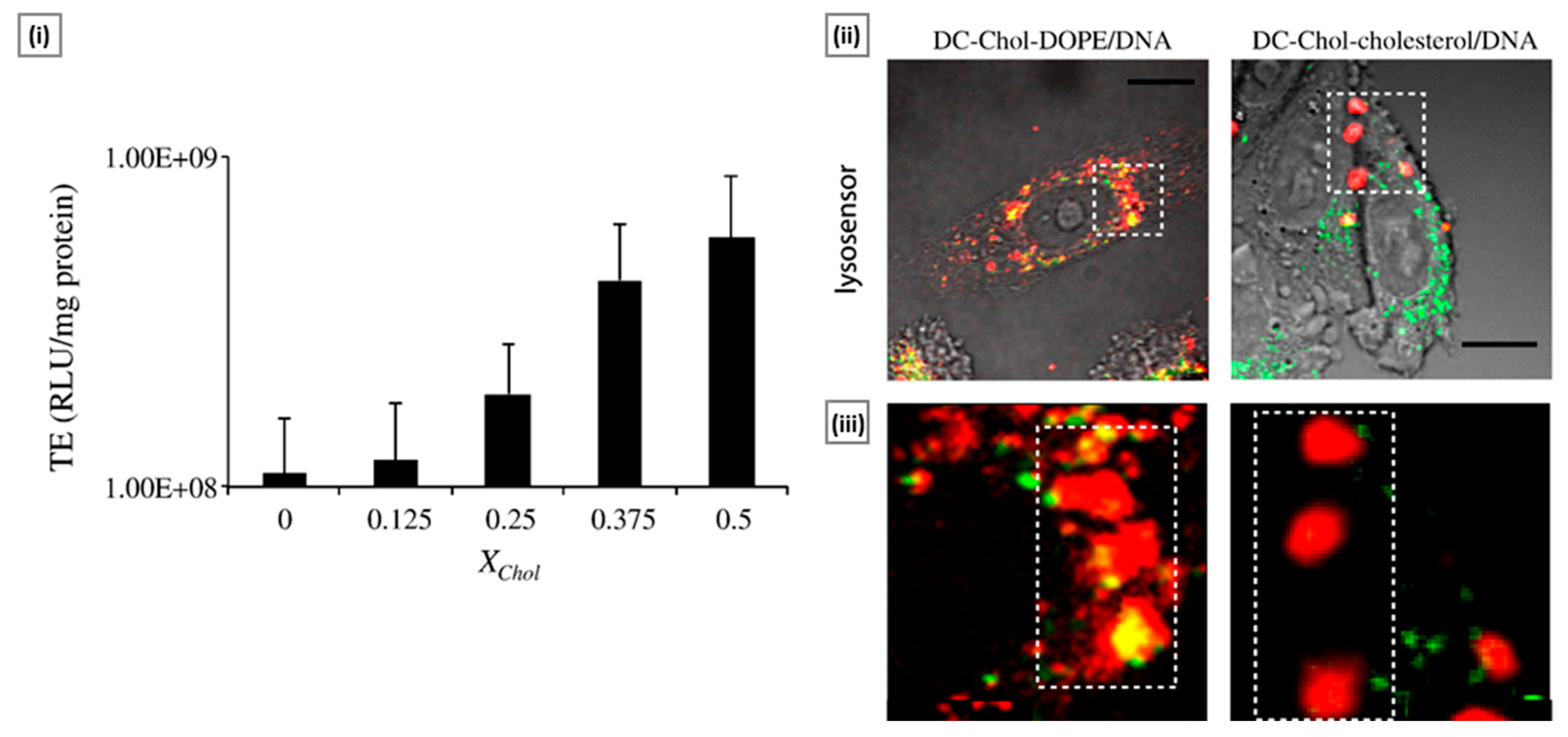 Achieving Endo/Lysosomal Escape Using Smart Nanosystems for Efficient ...
