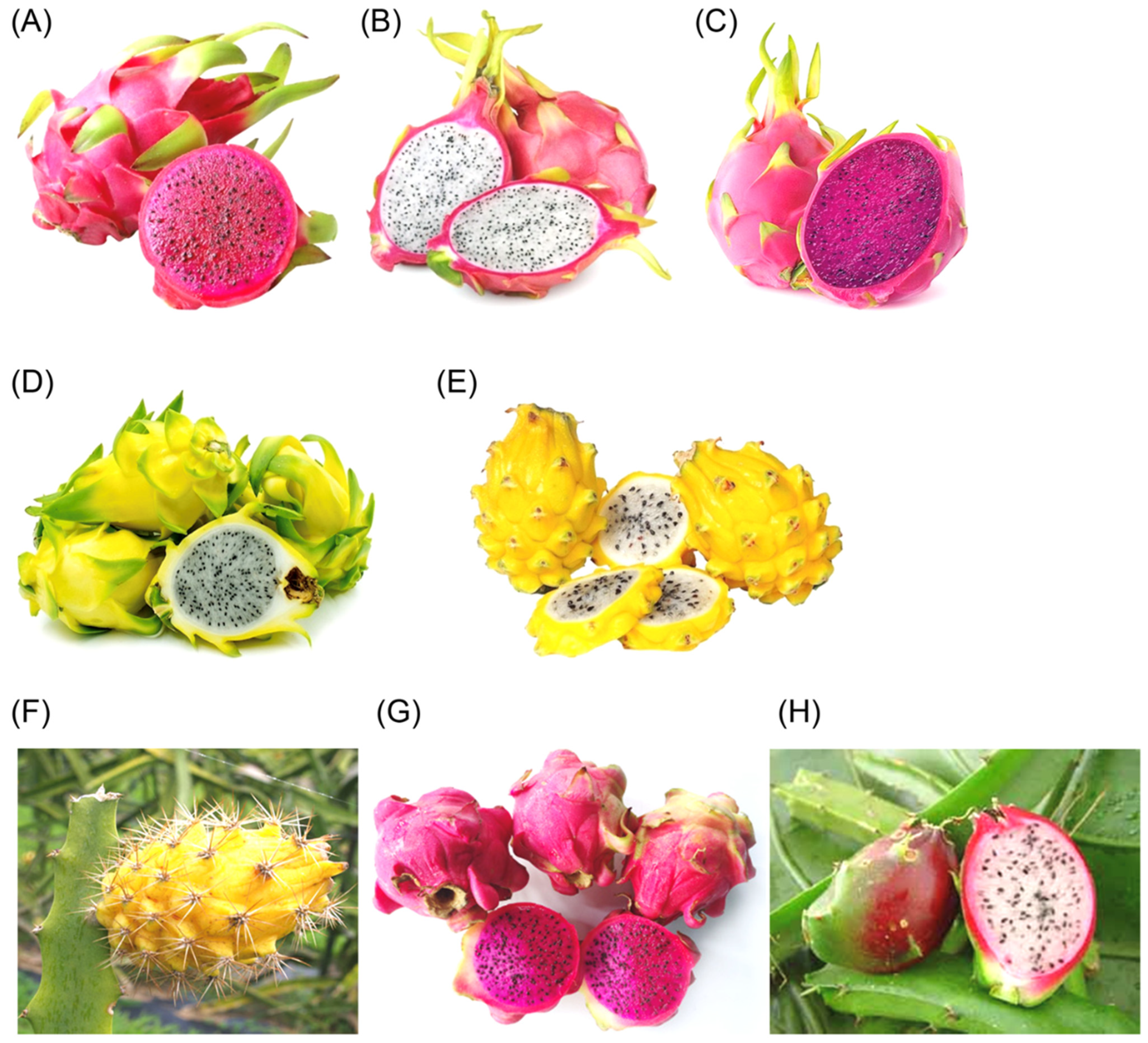 Nutritional Value and Therapeutic Benefits of Dragon Fruit: A ...